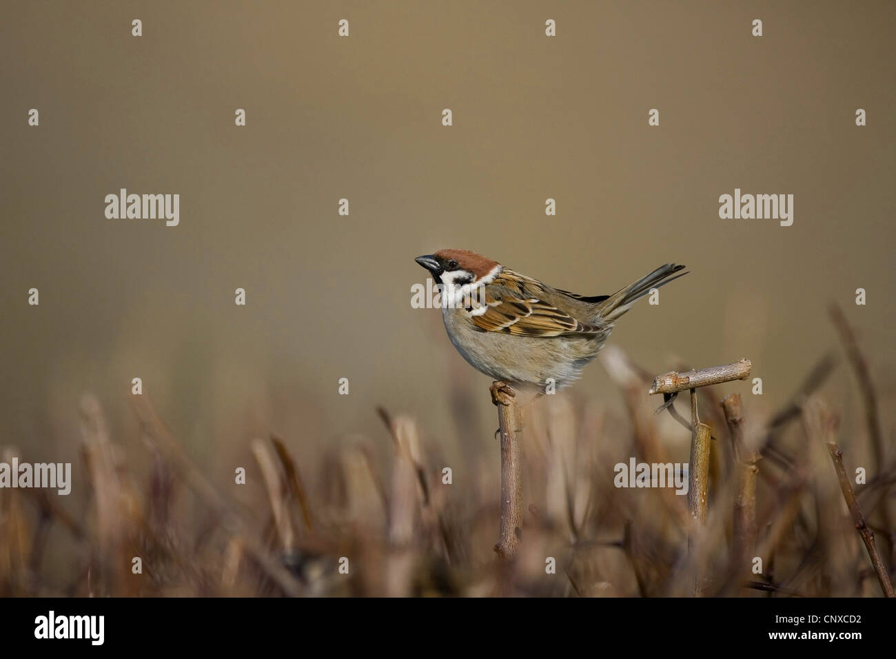 P montanus hi-res stock photography and images - Alamy