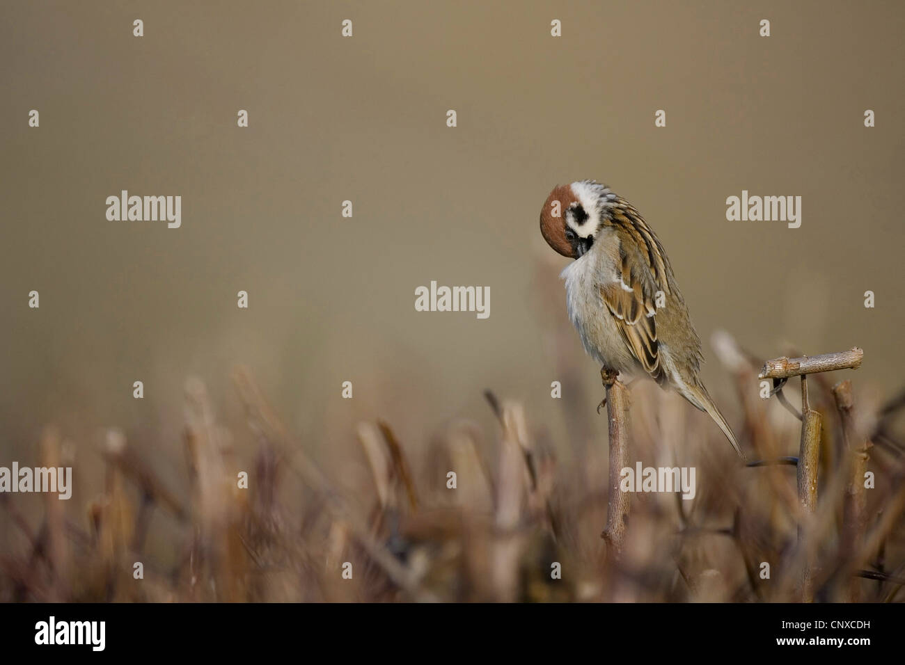 P Montanus High Resolution Stock Photography and Images - Alamy