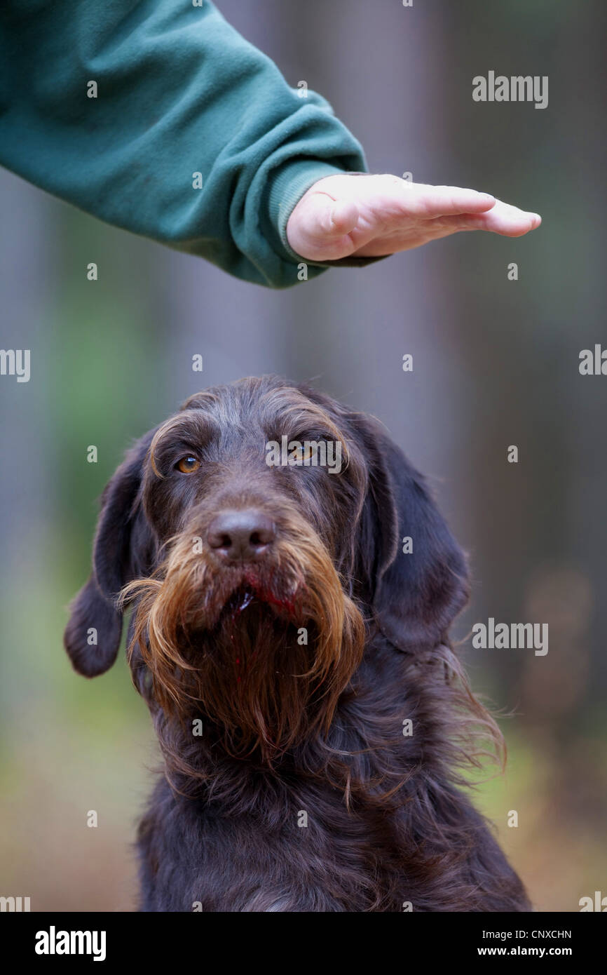 What Type Of Dog Is A Pudelpointer