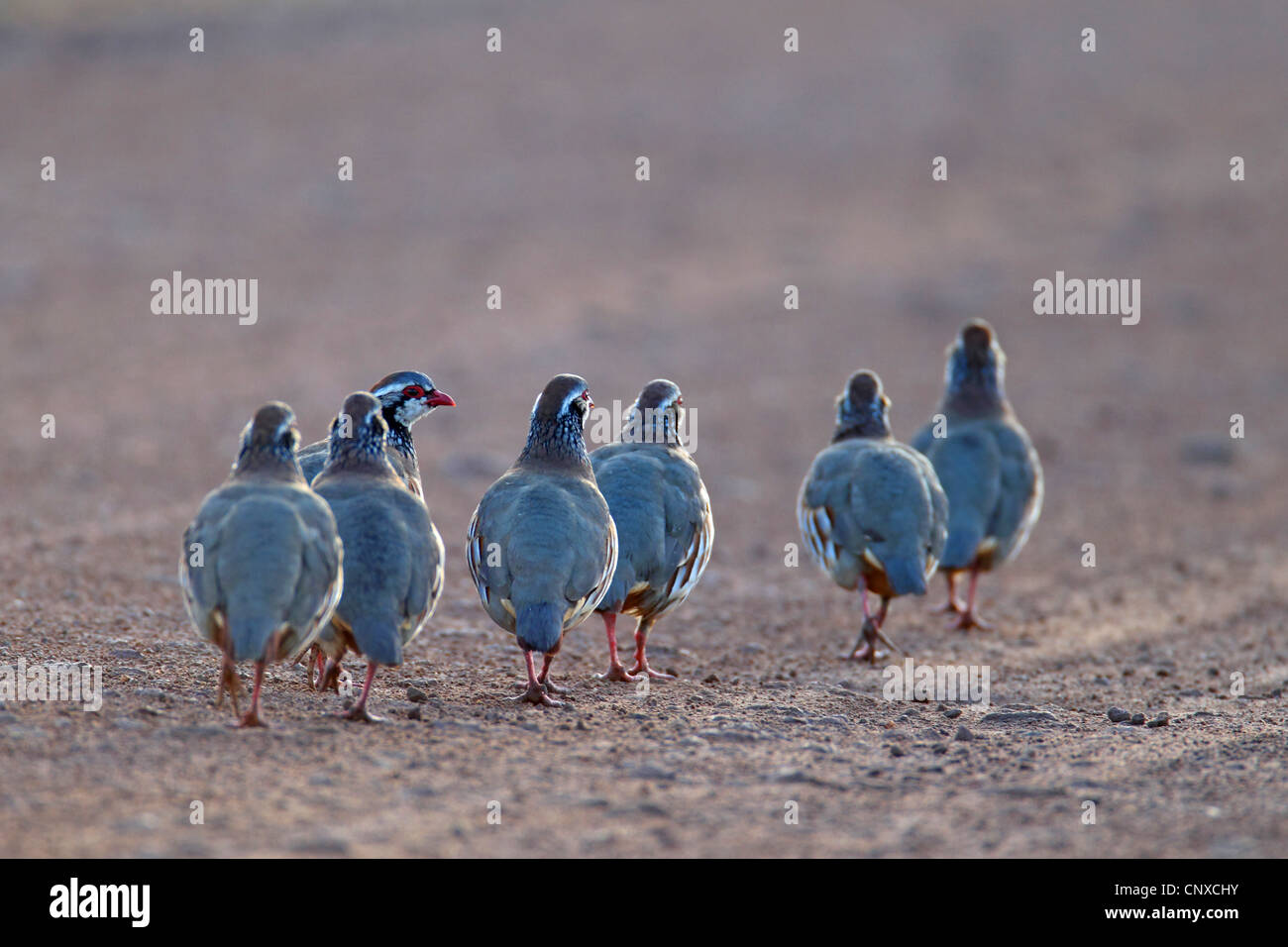 Partridge Family Birds