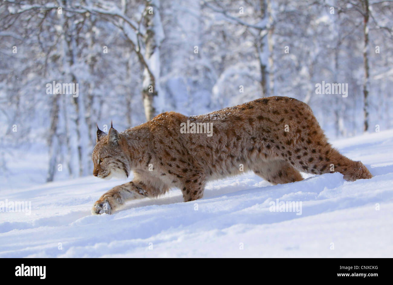 Eurasian lynx (Lynx lynx), in winter birch forest, Norway Stock Photo ...