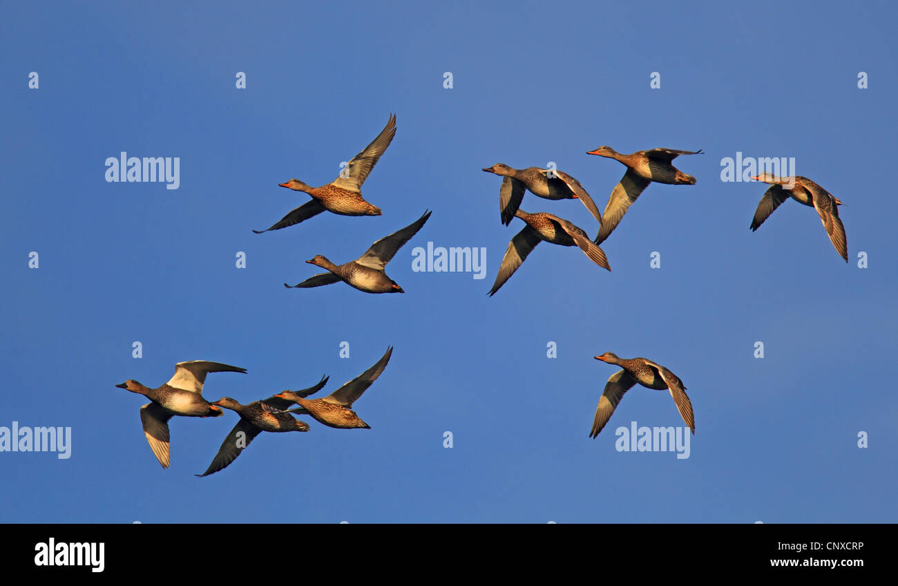 gadwall (Anas strepera, Mareca strepera), flying flock, Netherlands ...