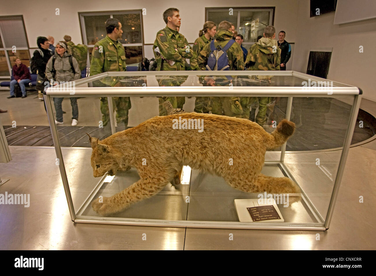 Eurasian lynx (Lynx lynx), in glass case, Bardufoss airport, Norway ...