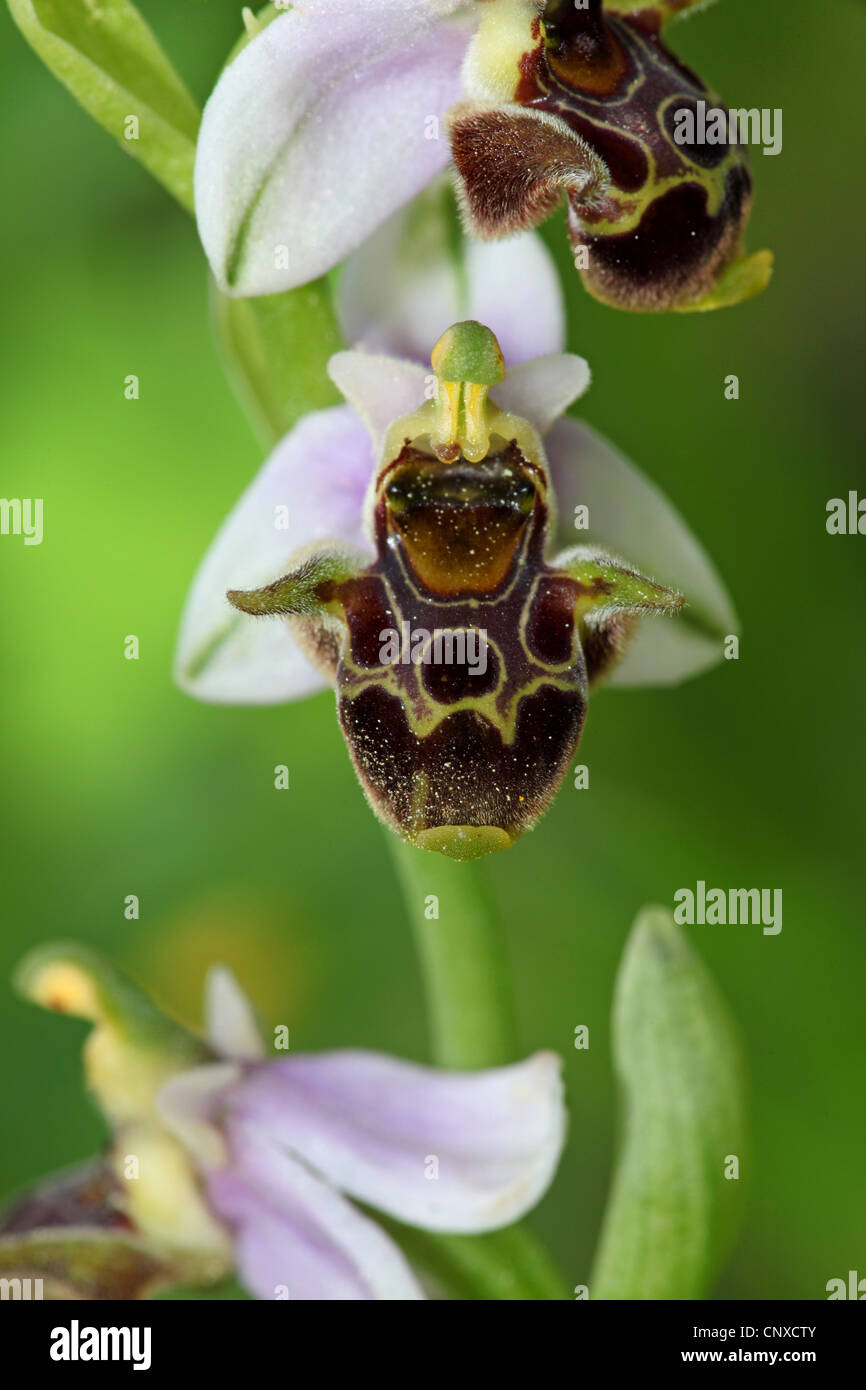 woodcock orchid (Ophrys scolopax ssp. apiformis, Ophrys sphegifera ...
