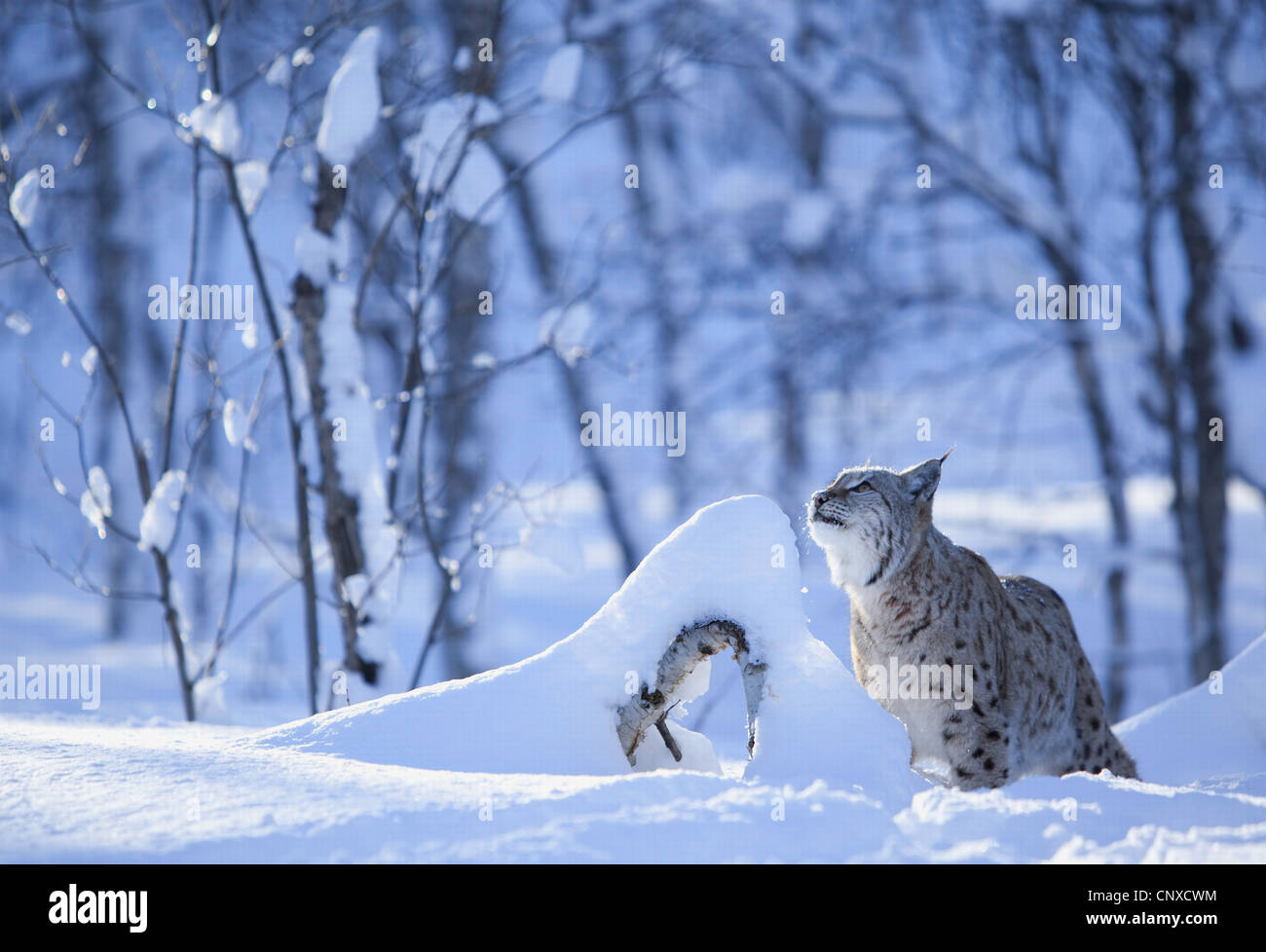 Eurasian lynx (Lynx lynx), in winter birch forest, Norway Stock Photo ...