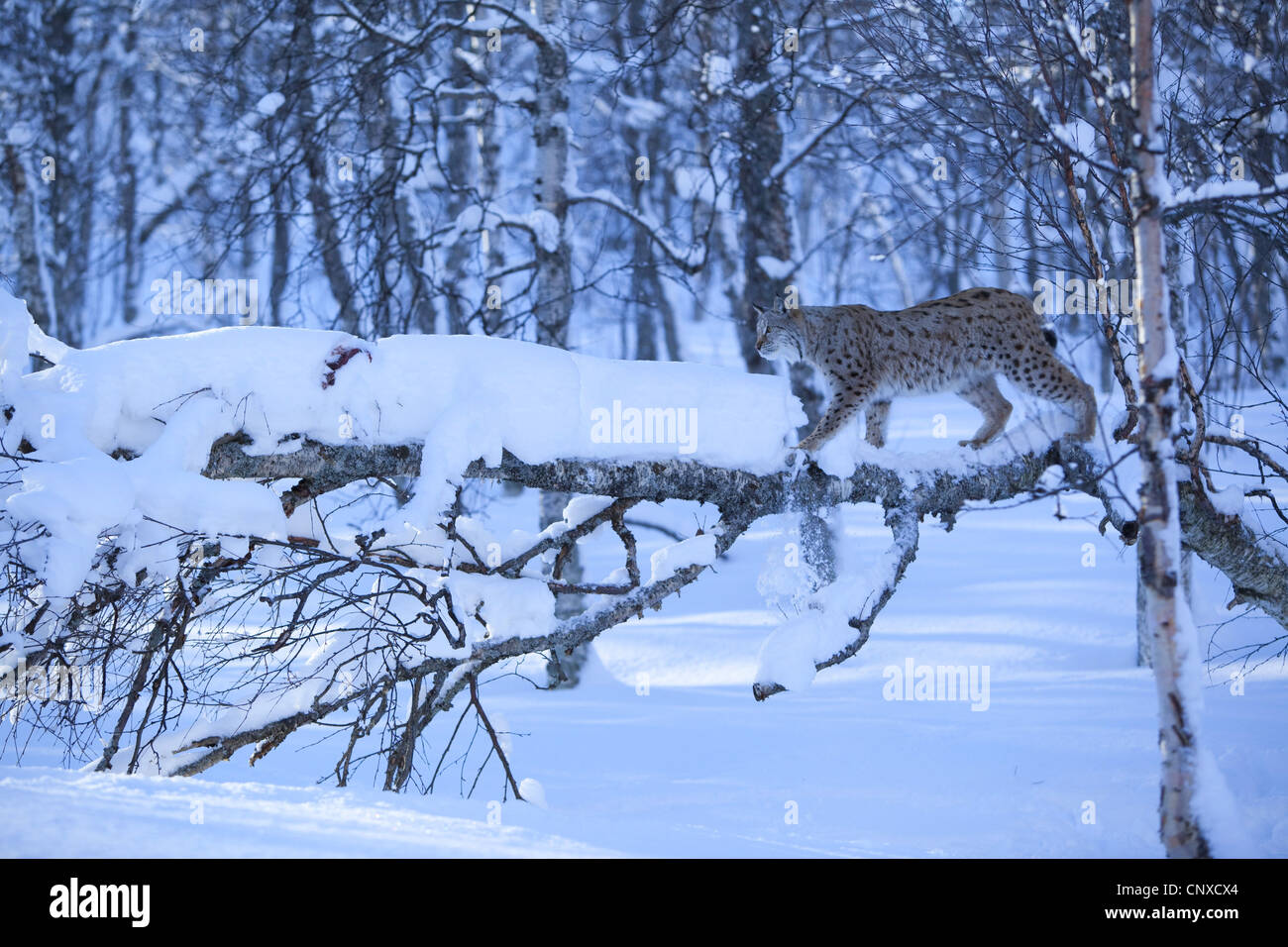 Eurasian lynx (Lynx lynx), in winter birch forest, Norway Stock Photo ...