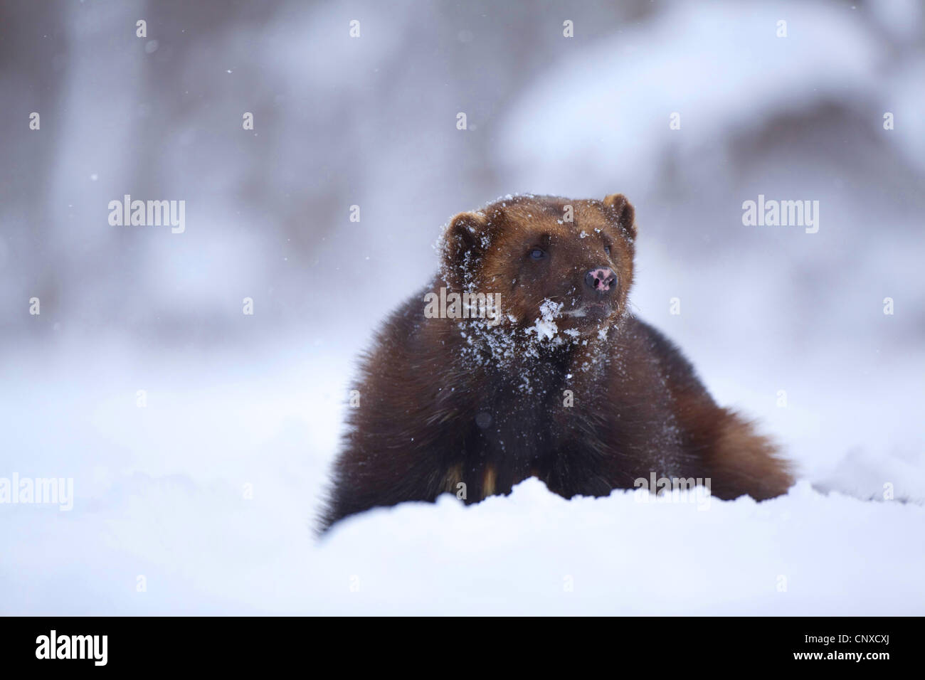wolverine (Gulo gulo), sitting in winter, Norway Stock Photo - Alamy