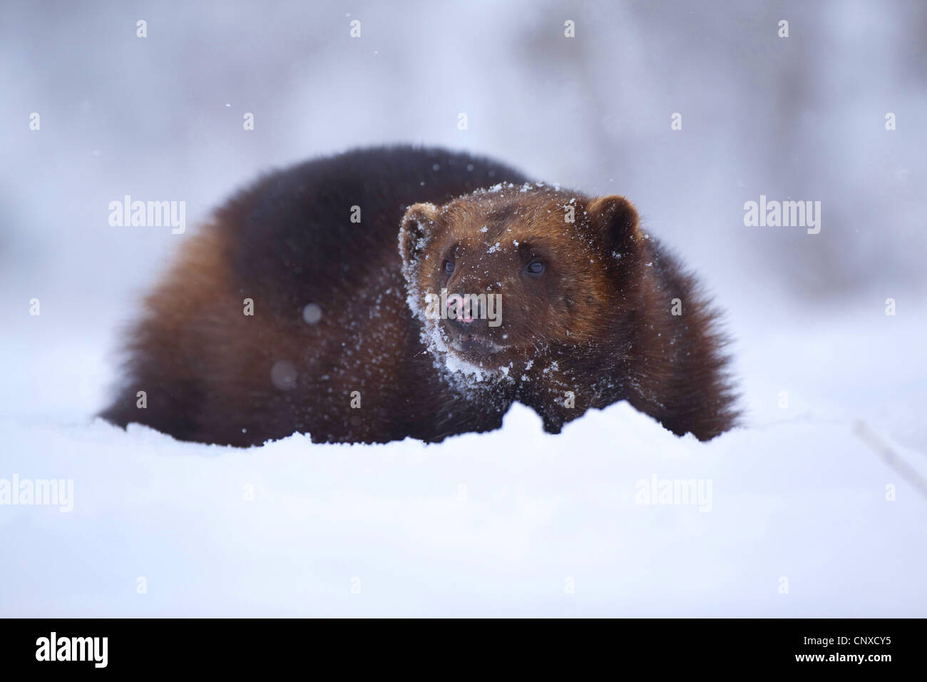 Snow covered wolverine hi-res stock photography and images - Alamy