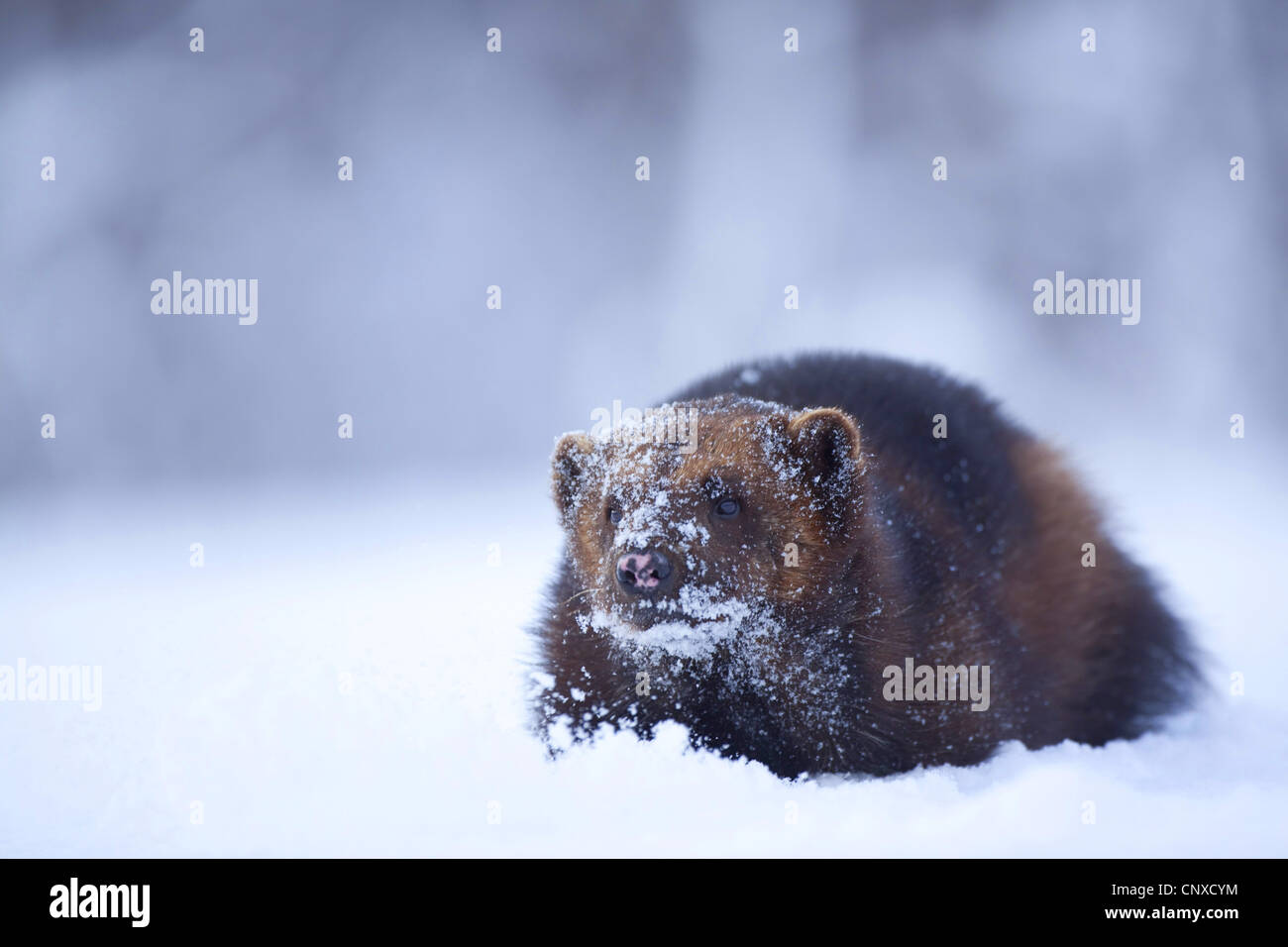 wolverine (Gulo gulo), wlking in the snow, Norway Stock Photo - Alamy