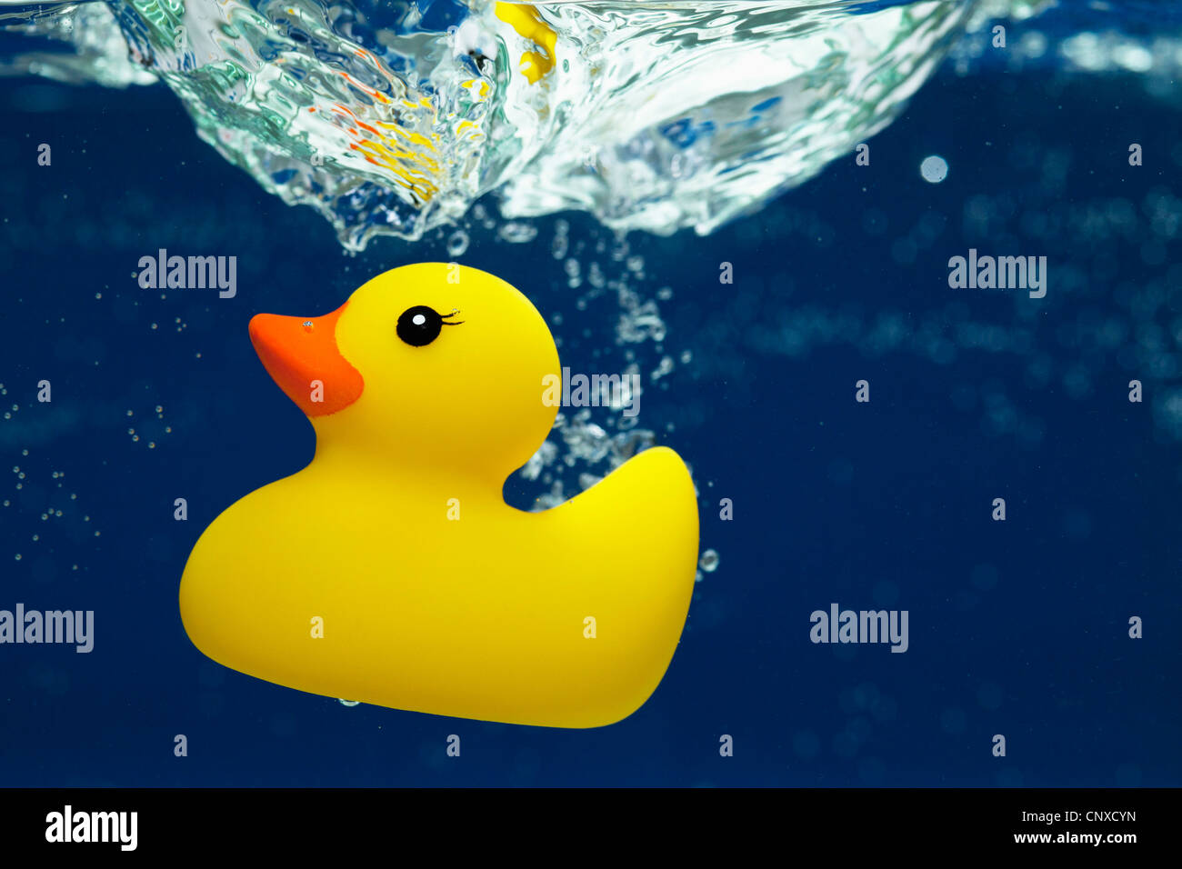 Duck Swimming Underwater View High Resolution Stock Photography and ...