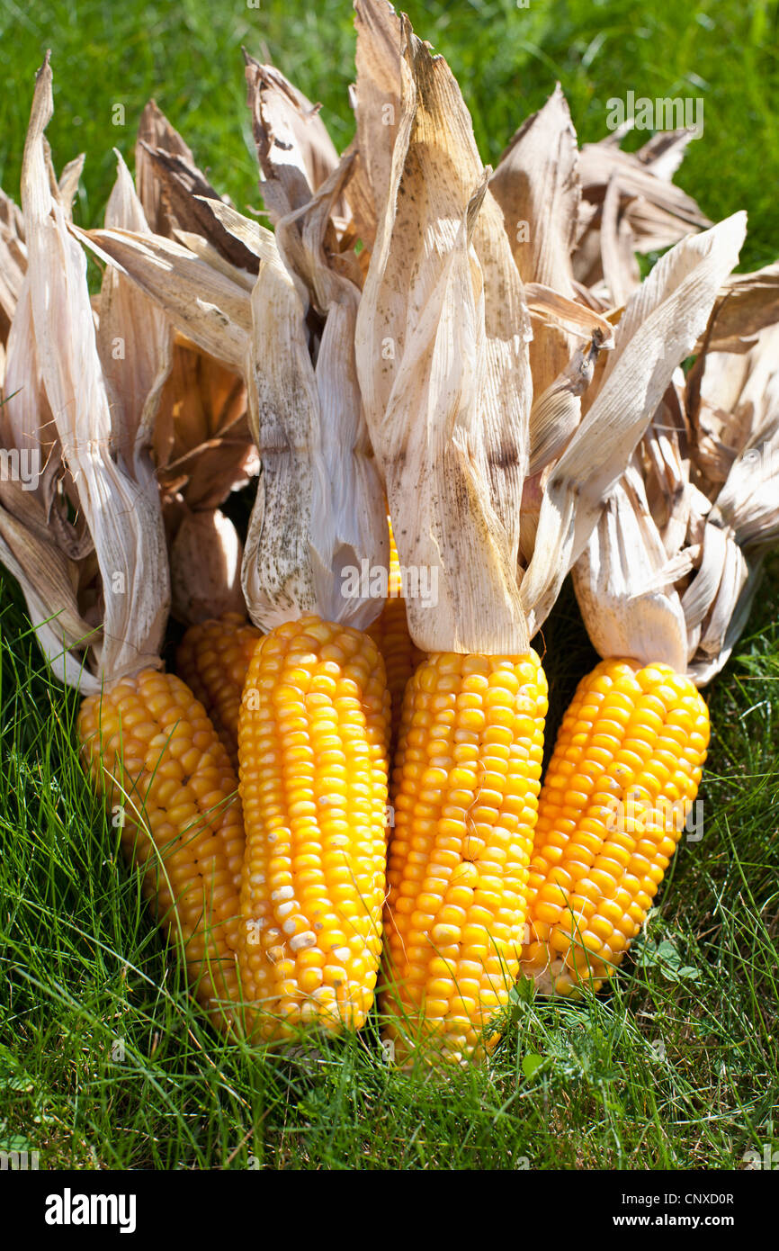 Still life corn cobs hi-res stock photography and images - Alamy