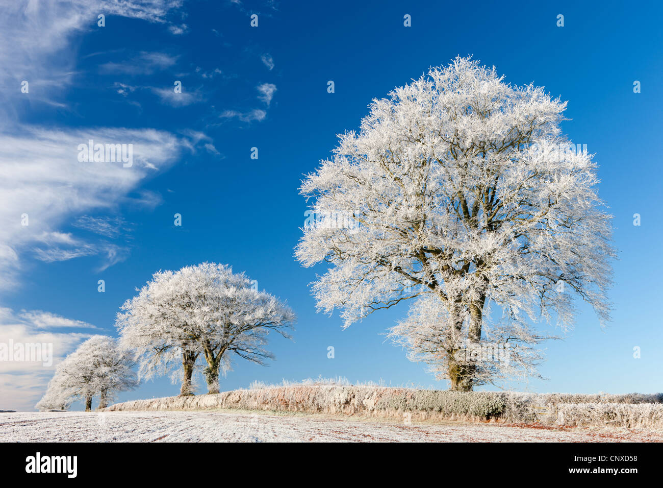 White hoar frosted trees on a cold winter morning, Bow, Devon, England ...