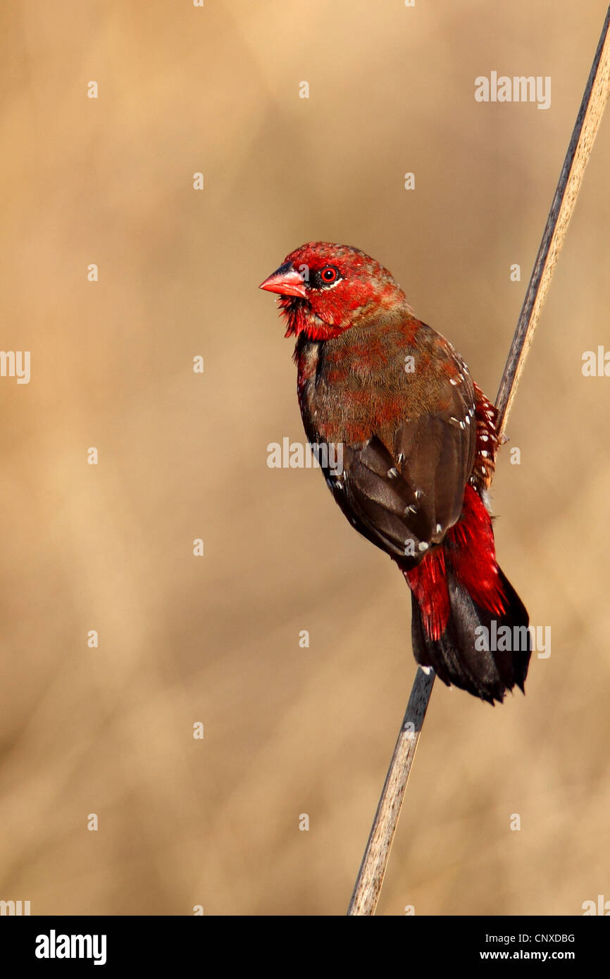 Red munia hi-res stock photography and images - Alamy