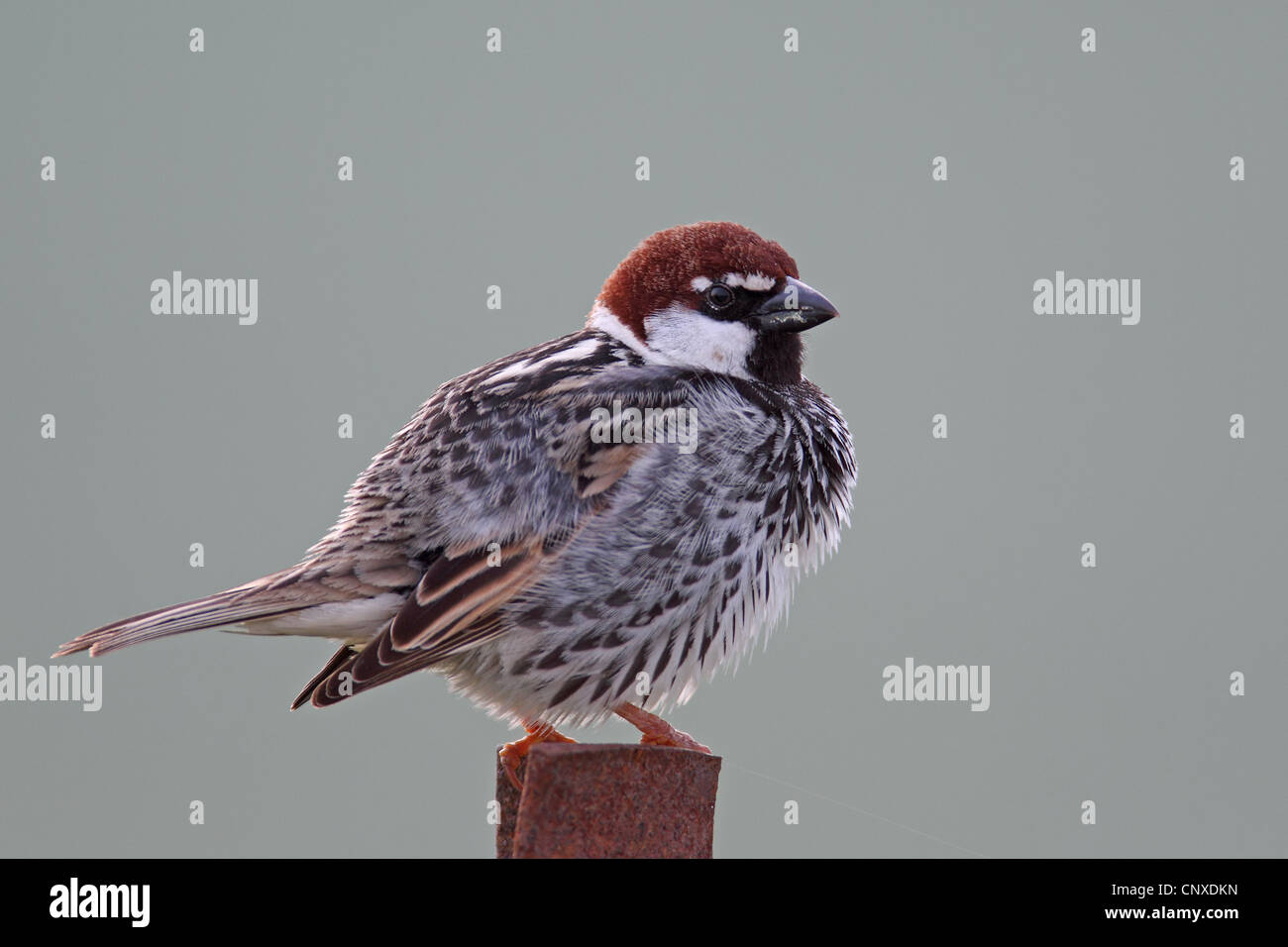 Spanish sparrow (Passer hispaniolensis), male, Greece, Lesbos Stock ...