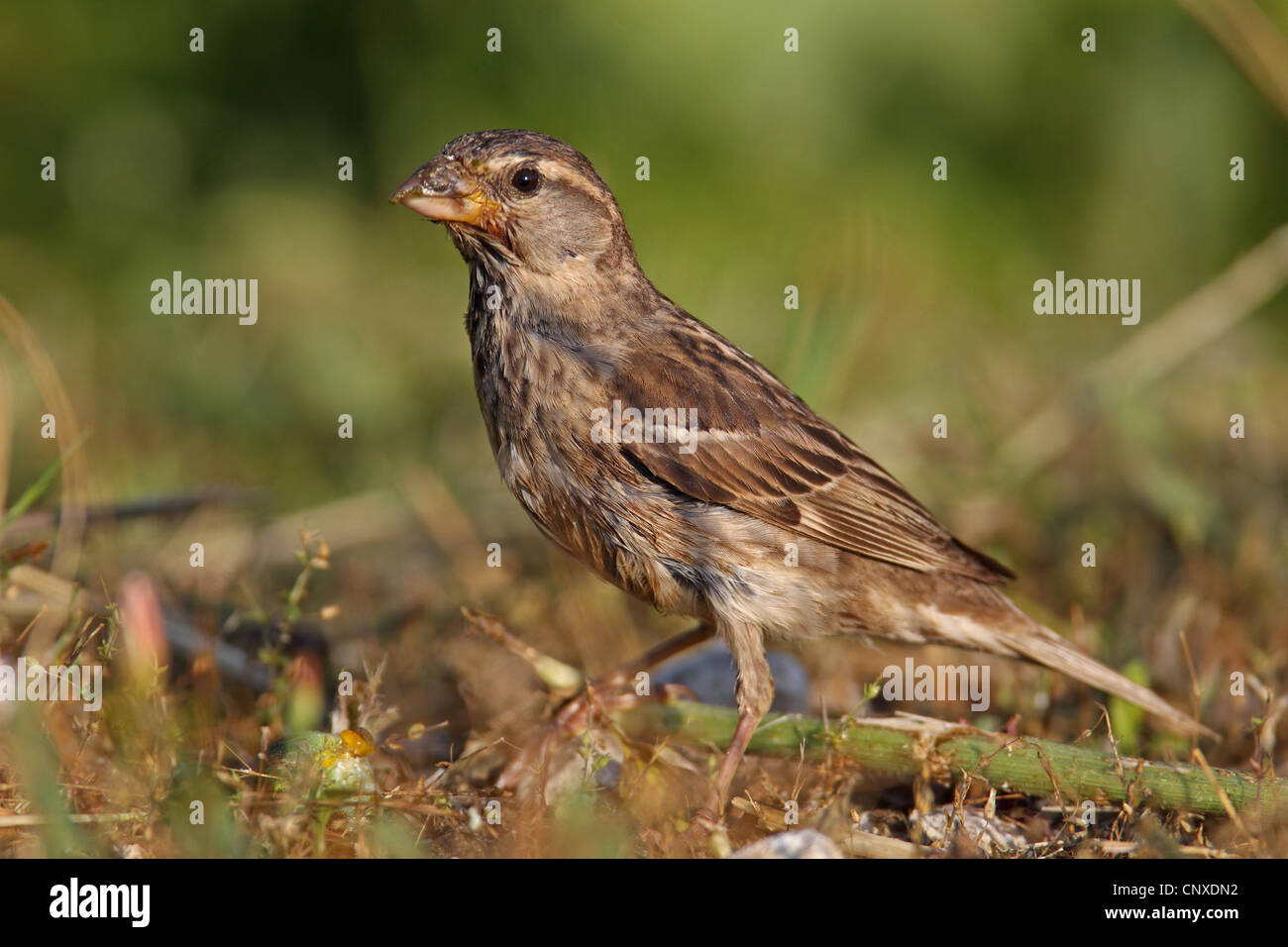 Spanish sparrow (Passer hispaniolensis), female on the feed, Bulgaria ...