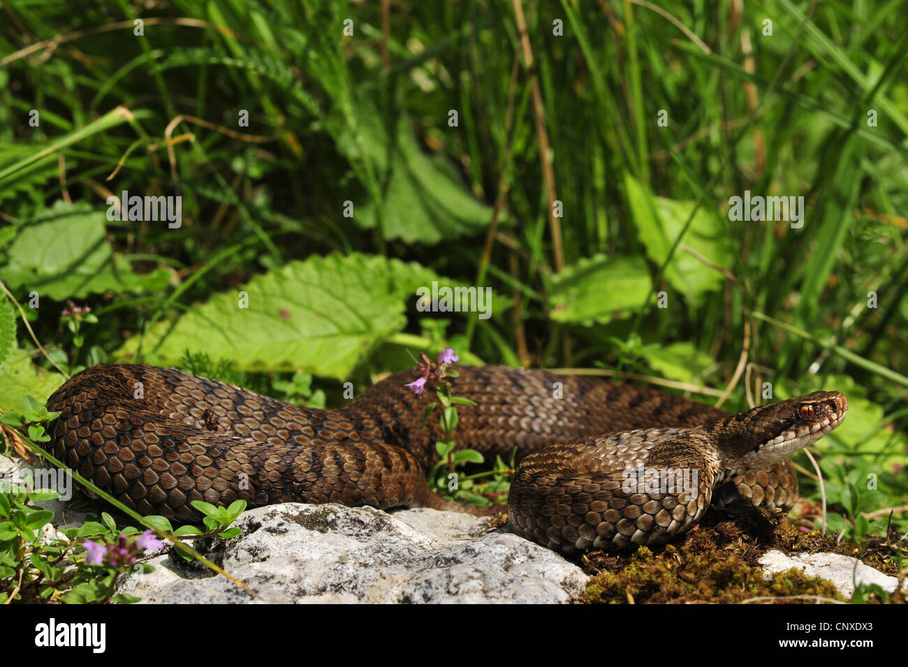 adder, common viper, common European viper, common viper (Vipera berus ...