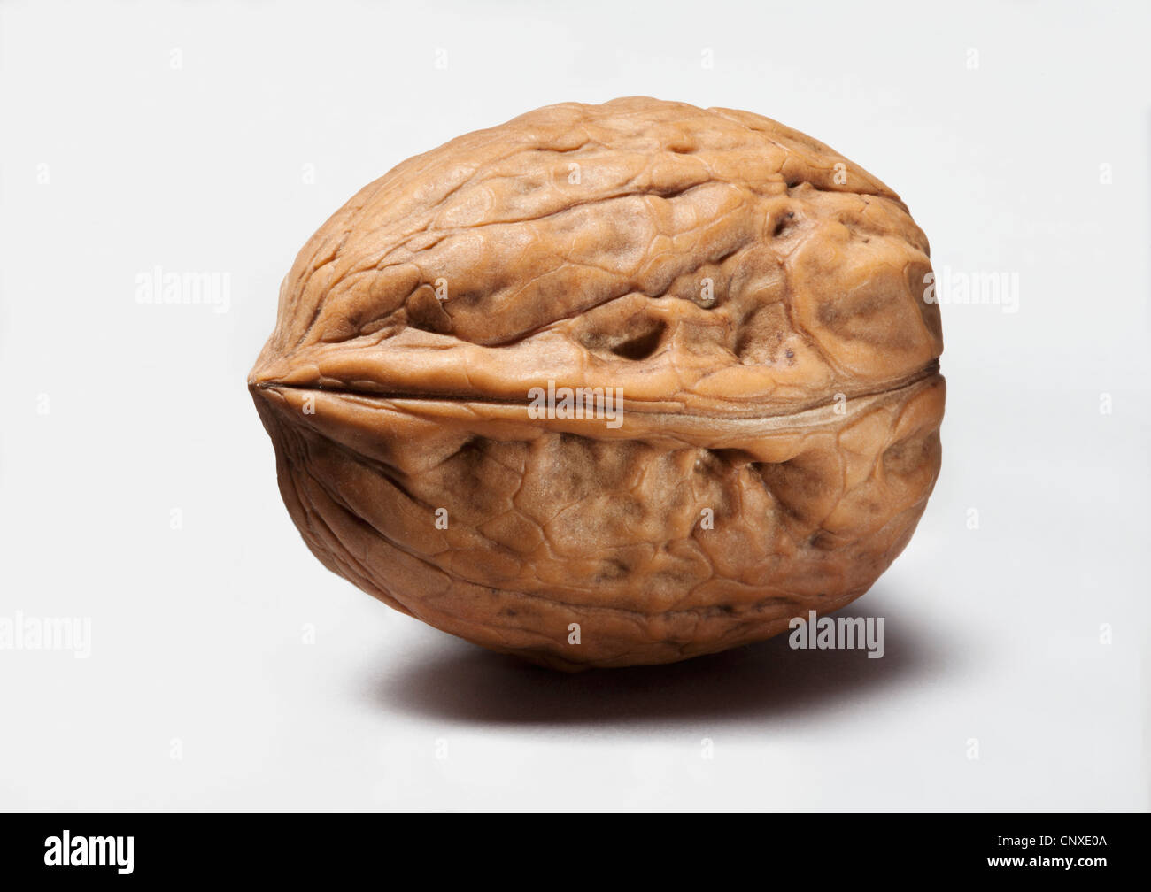 Photography in a nutshell hi-res stock photography and images - Alamy