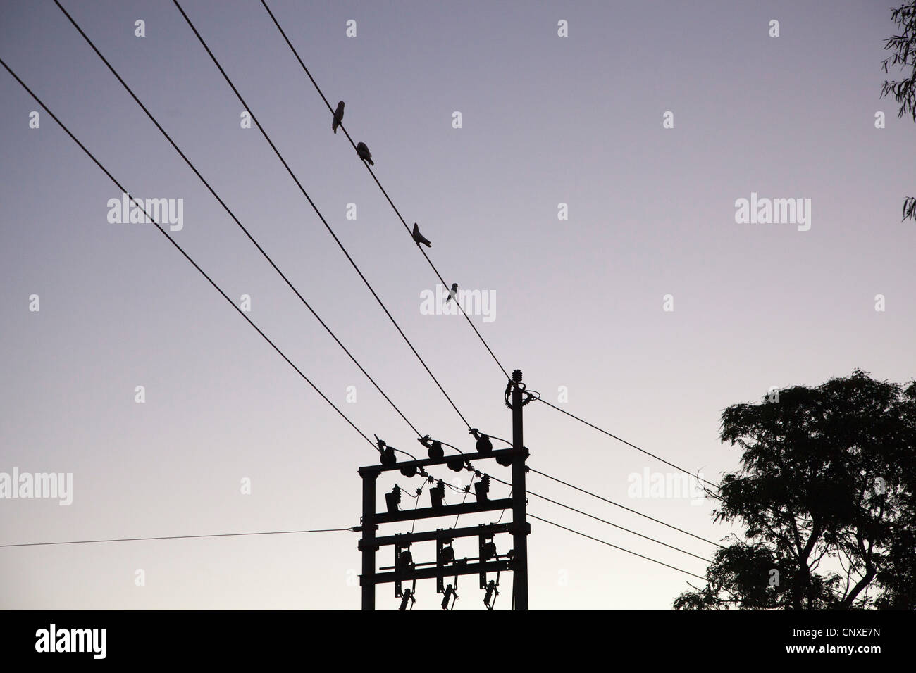 Silhouette birds on power hi-res stock photography and images - Alamy