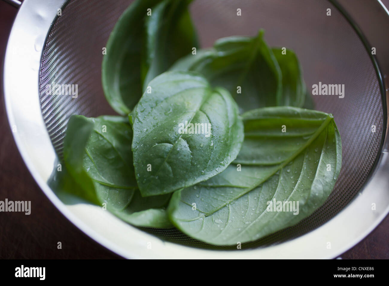 Studio shot basil leaves hi-res stock photography and images - Alamy