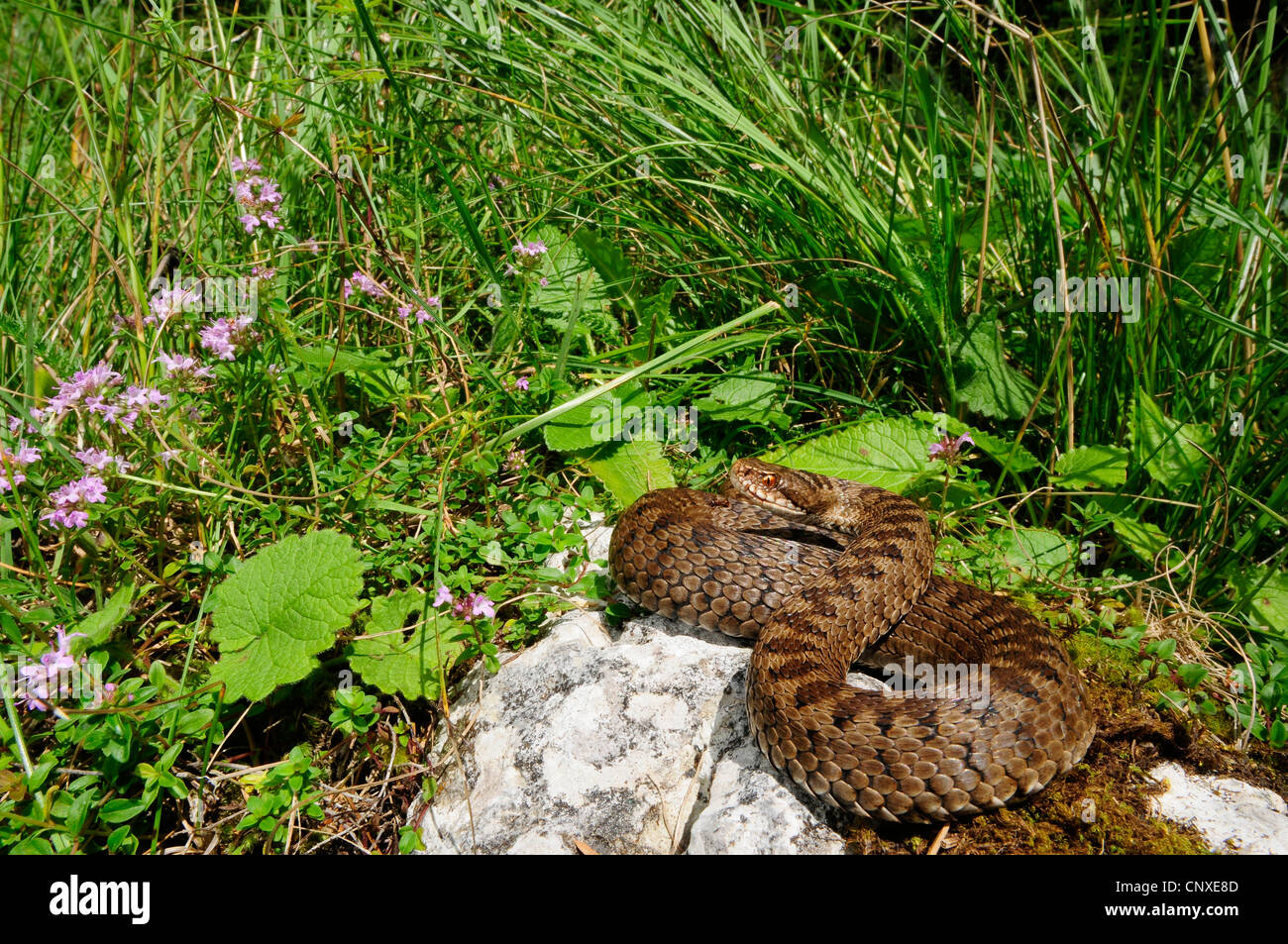 adder, common viper, common European viper, common viper (Vipera berus ...