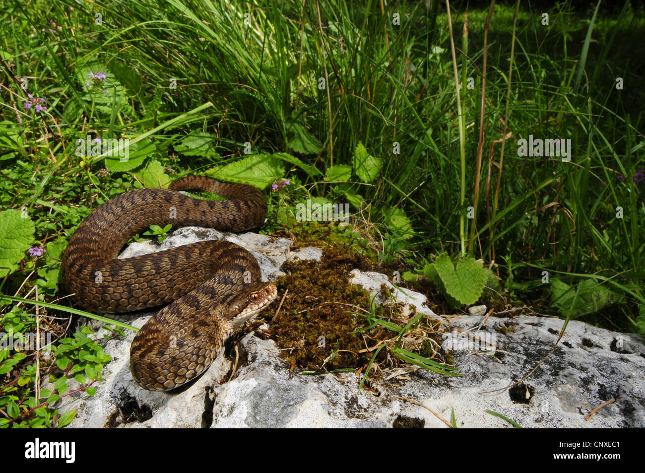 Rock adder hi-res stock photography and images - Alamy