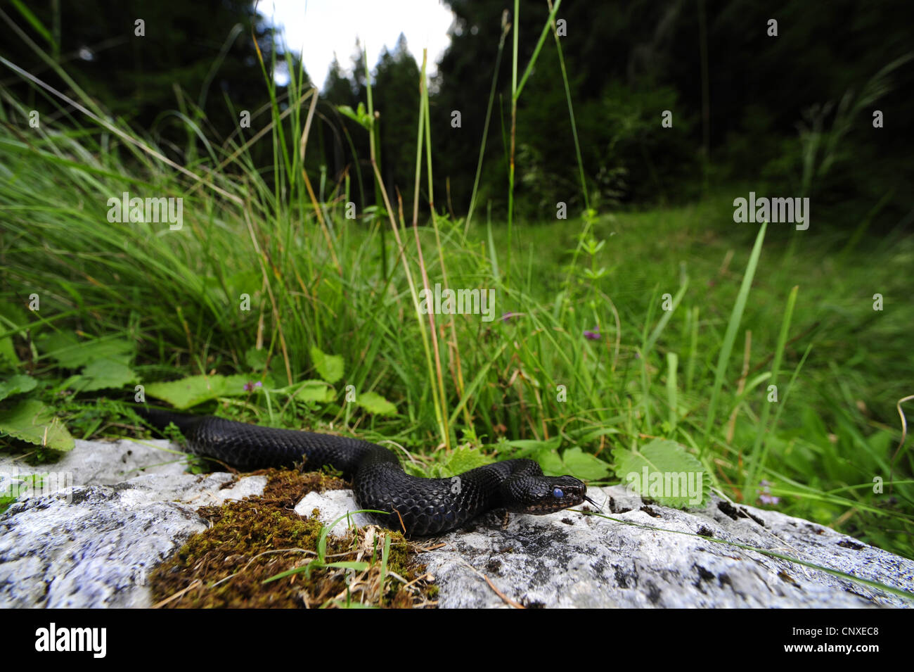 Rock adder hi-res stock photography and images - Alamy