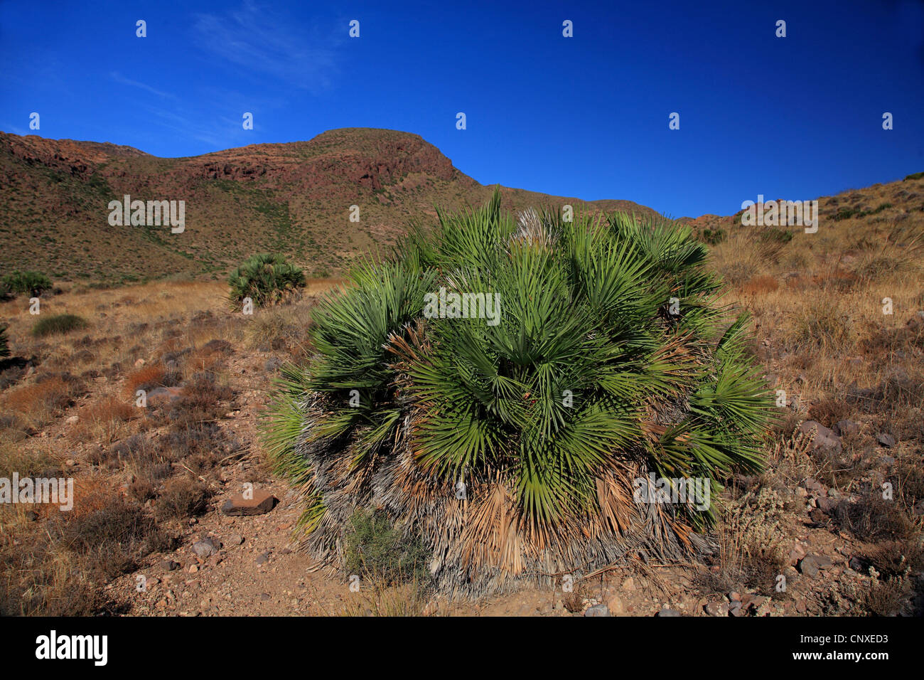 Chamaerops Humilis High Resolution Stock Photography and Images - Alamy