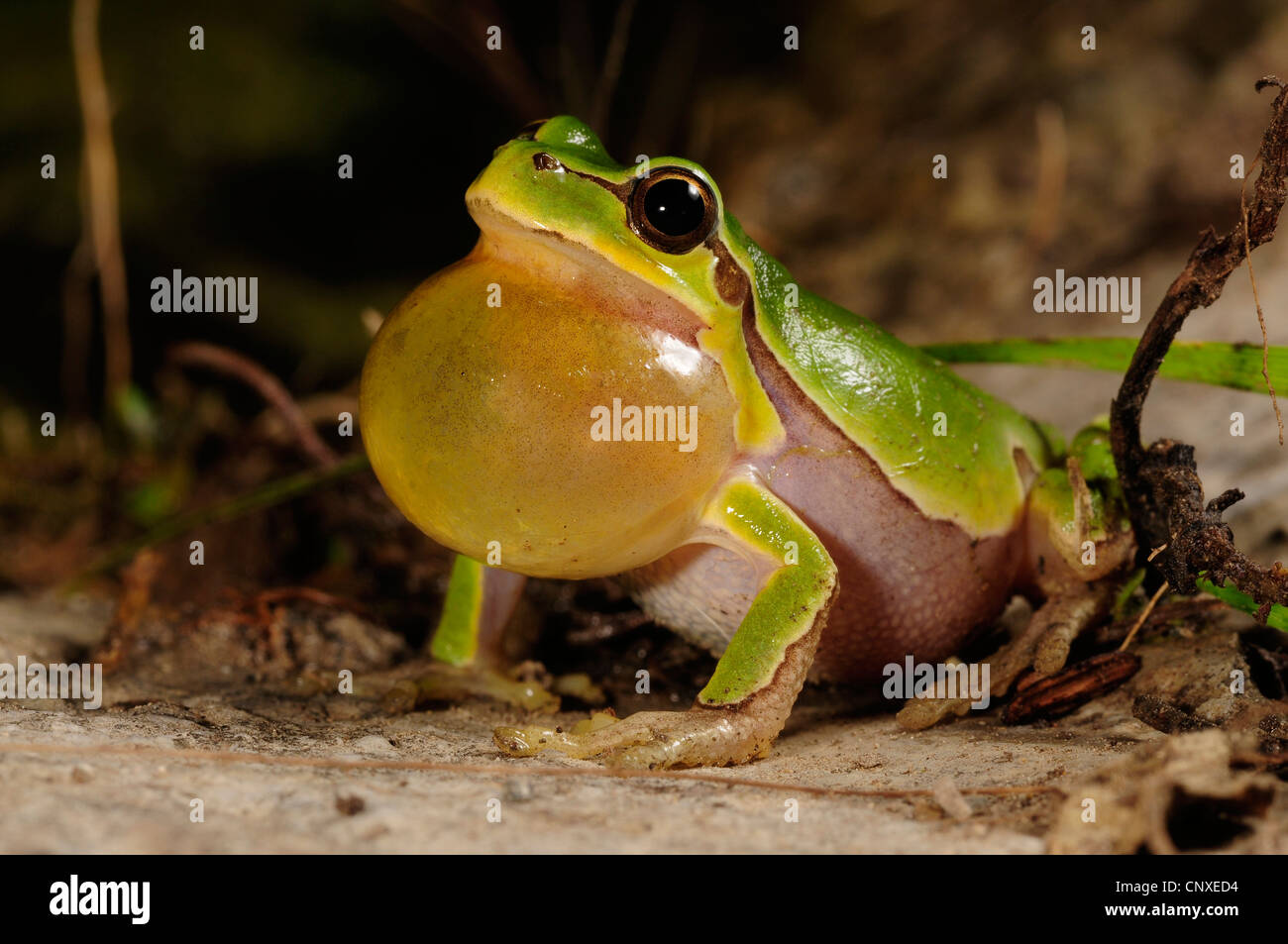 Italian Tree frog (Hyla intermedia ), calling, Italy, Tuscany Stock ...