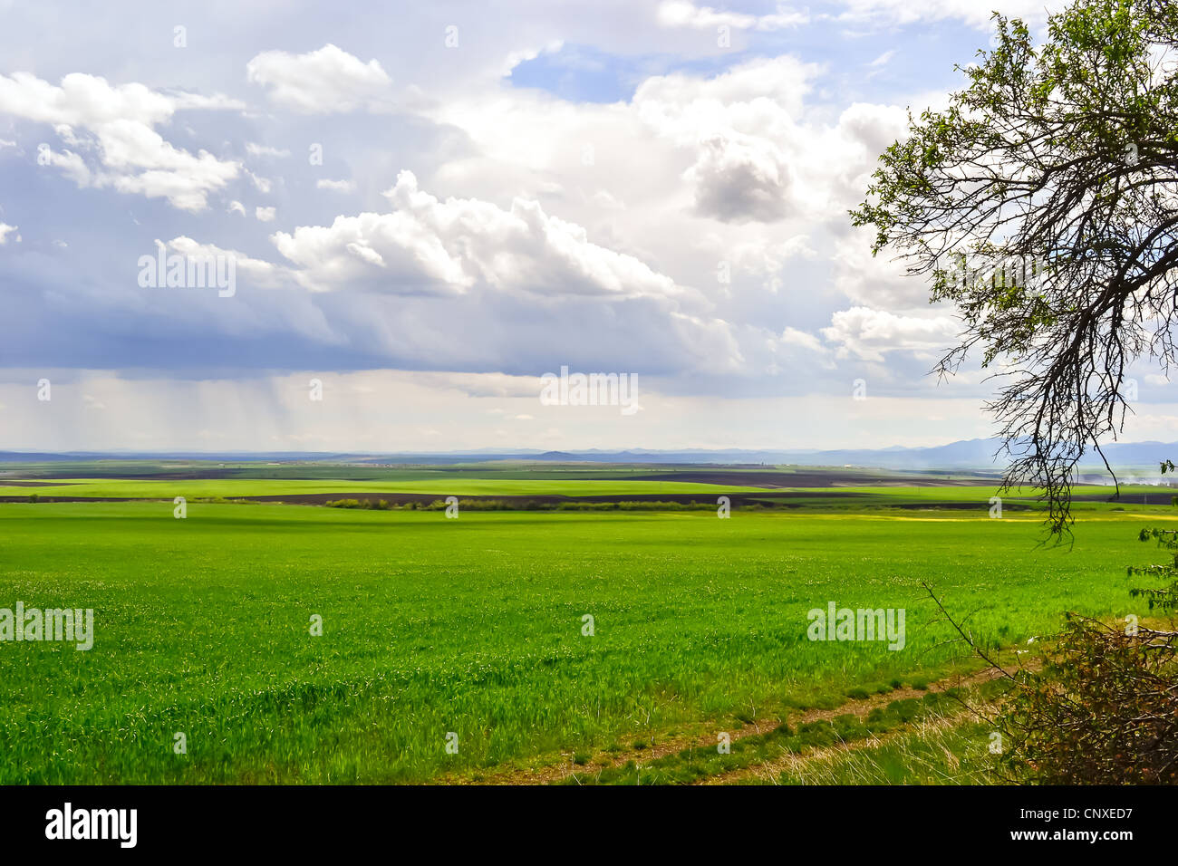 Rural landscape in spring with fields of green corn and dramatic sky ...