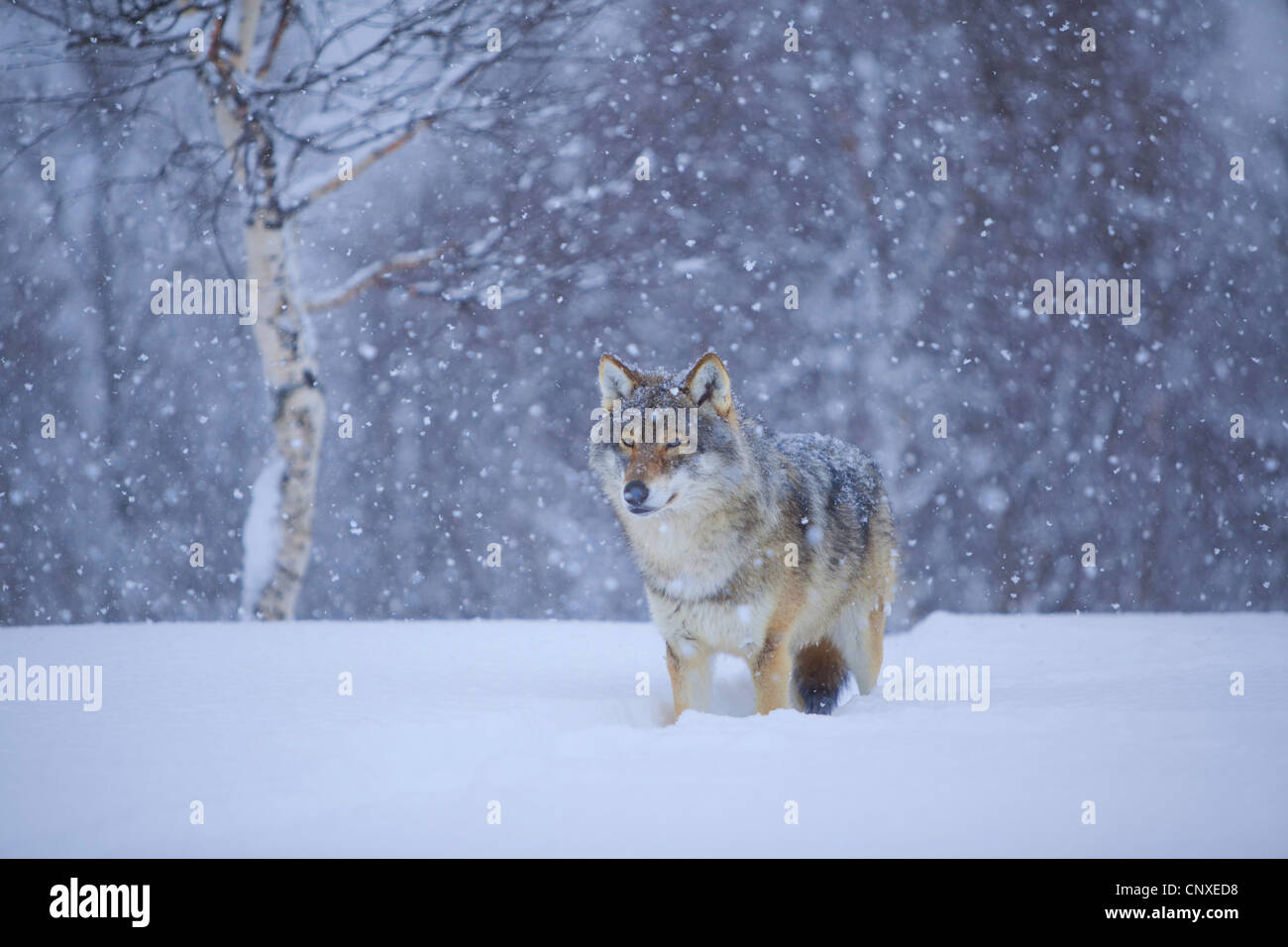 European gray wolf (Canis lupus lupus), standing on a snow field in ...