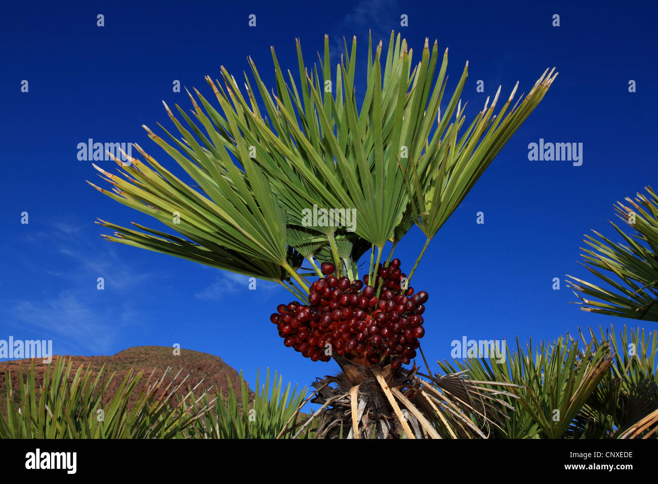 Mediterranean Fan Palm (Chamaerops humilis), with fruits in Nature Park Cabo de Gata, Spain ...