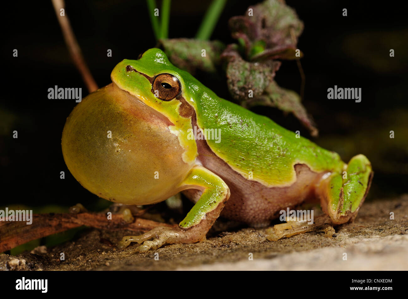 Italian Tree frog (Hyla intermedia ), calling, Italy, Tuscany Stock ...