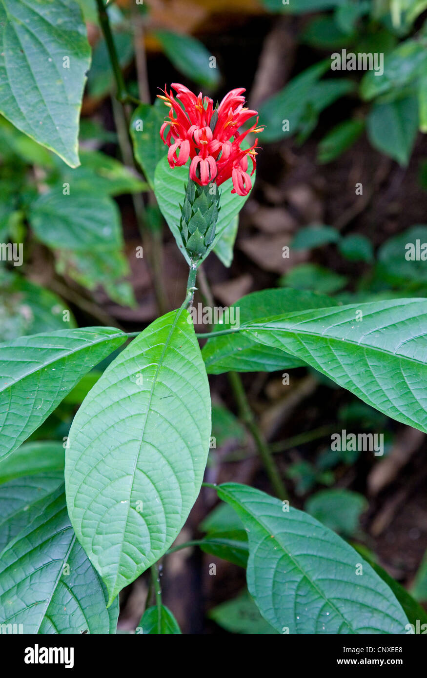 Caribbean flora hi-res stock photography and images - Alamy