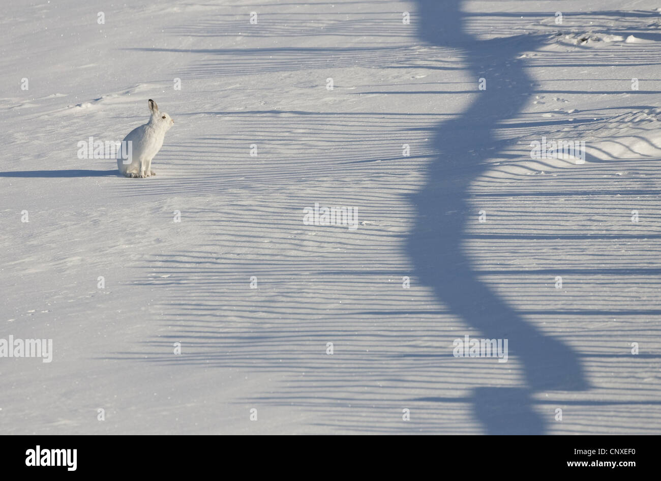 blue hare, mountain hare, white hare, Eurasian Arctic hare (Lepus ...