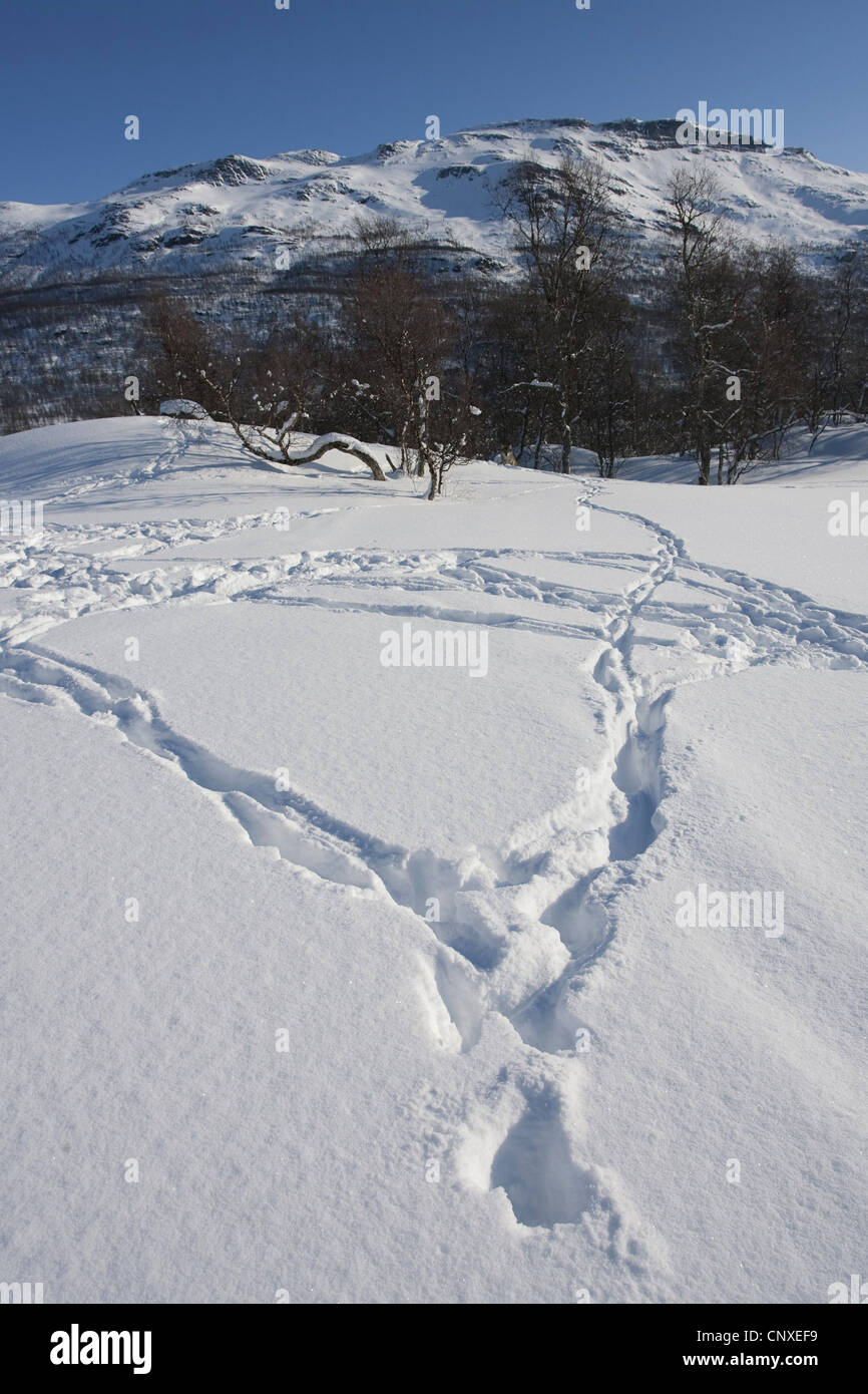 Wolf tracks hi-res stock photography and images - Alamy