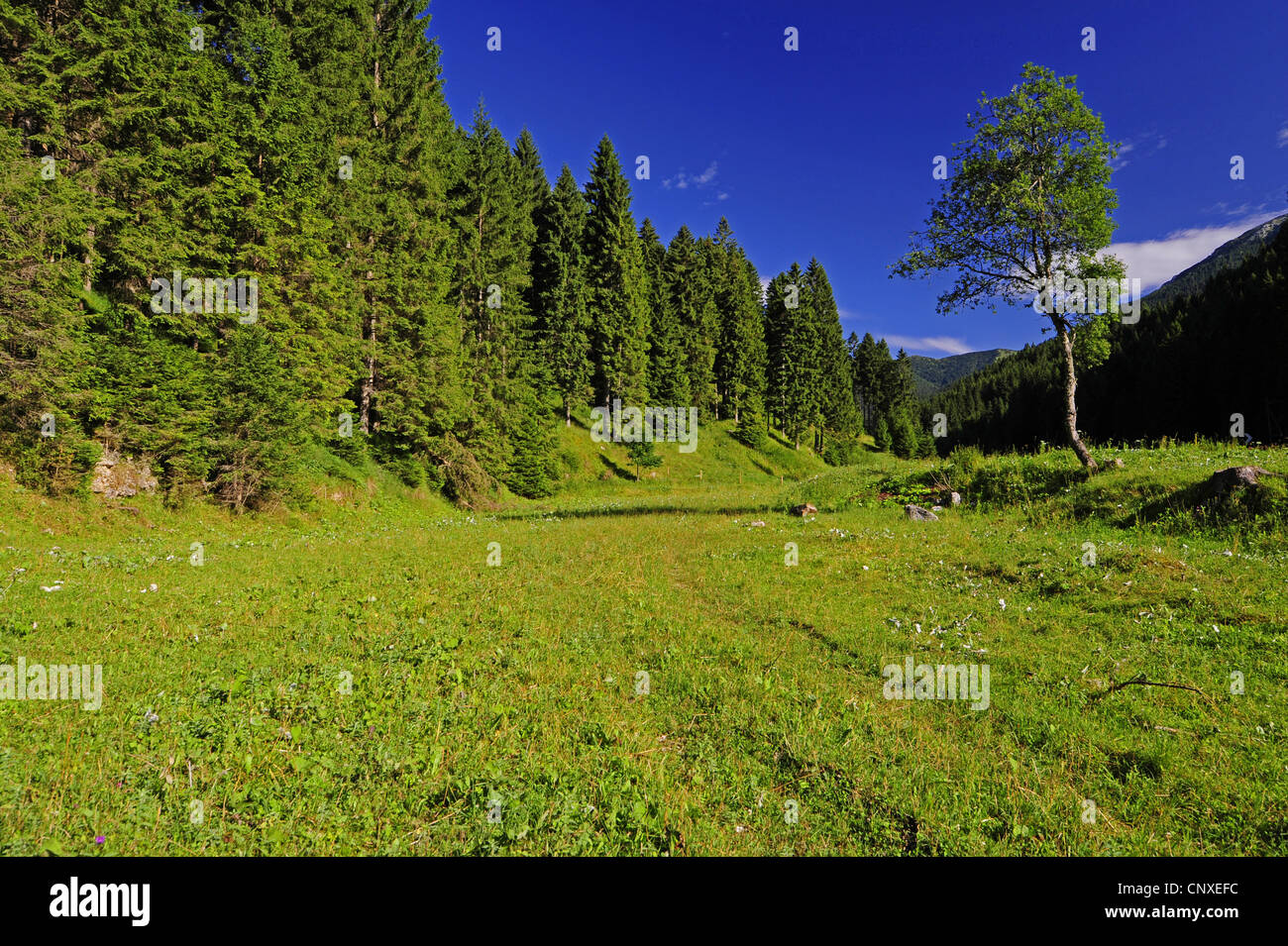 Coniferous forest alps italy hi-res stock photography and images - Alamy