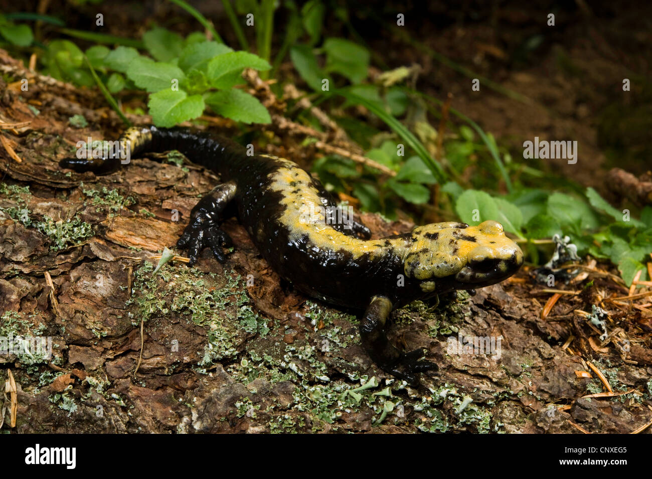 Alpine salamander, European Alpine salamander, Golden alpine salamander ...