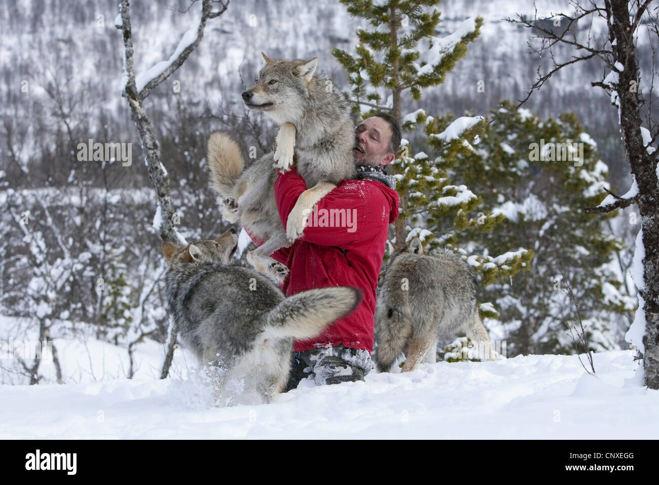 European gray wolf (Canis lupus lupus), keeper at the Polar Zoo ...