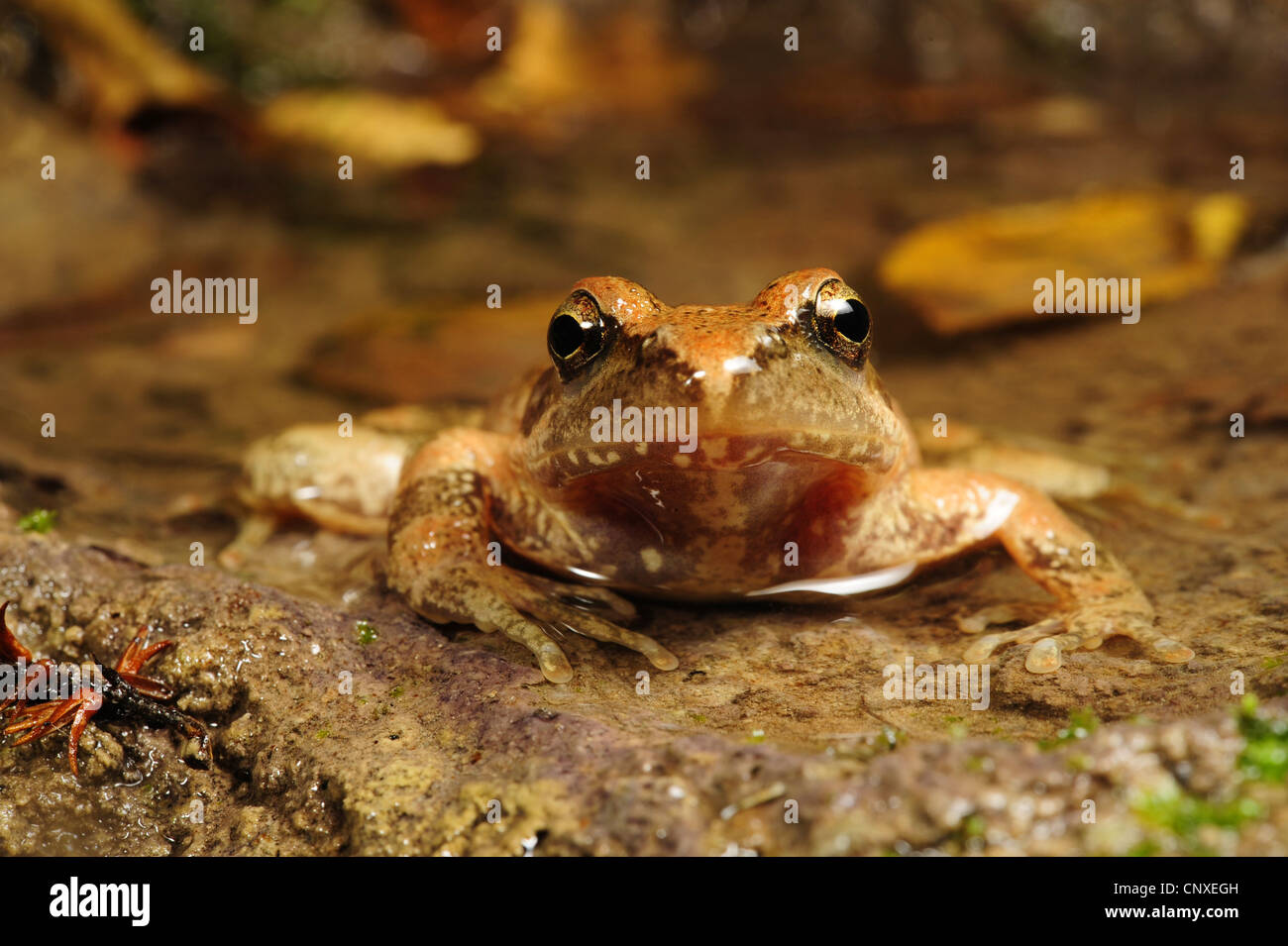 Italian Stream Frog (Rana italica ), on the waterfront, Italy, Tuscany ...