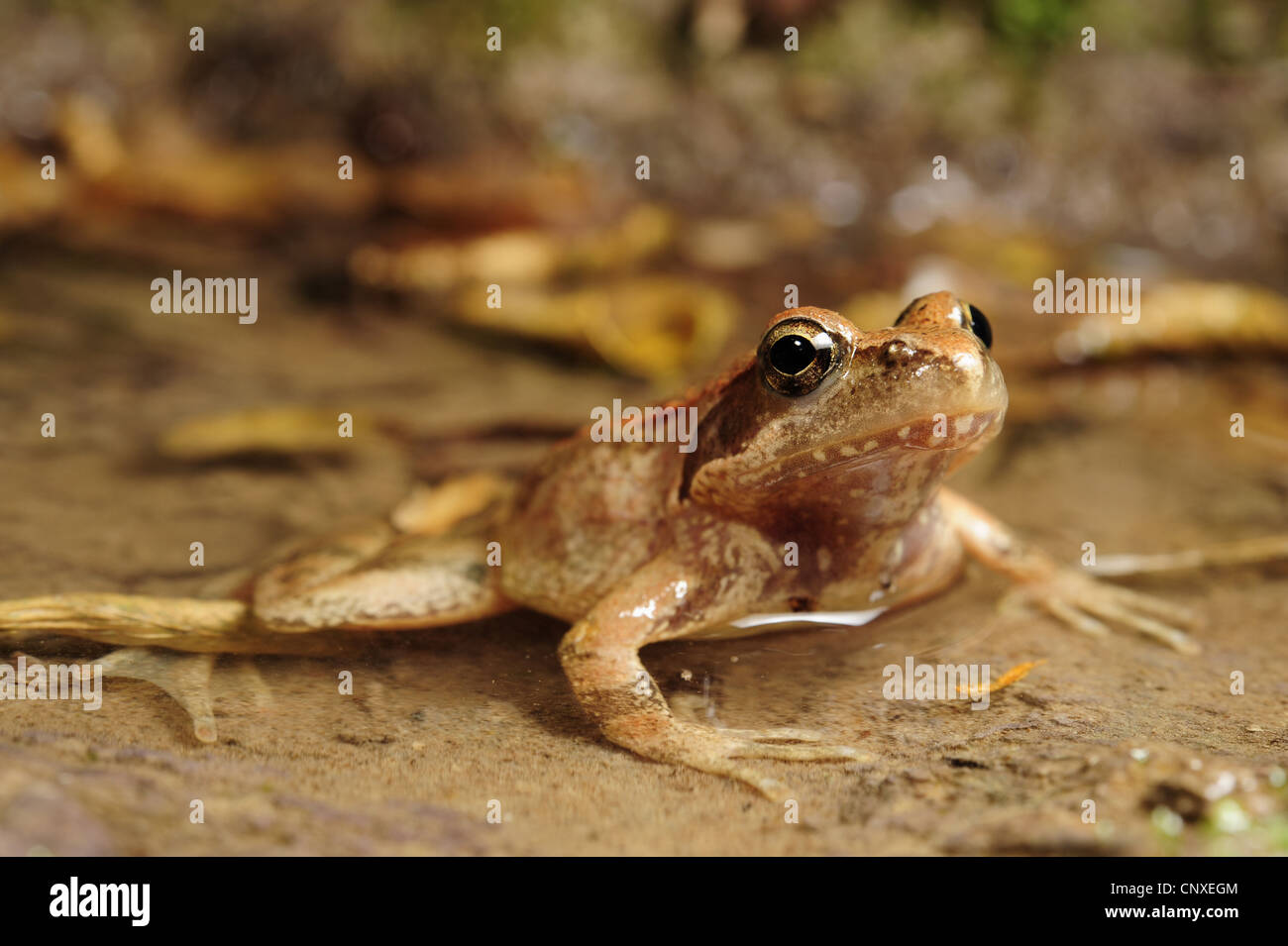 Ground of the italian stream frog hi-res stock photography and images ...