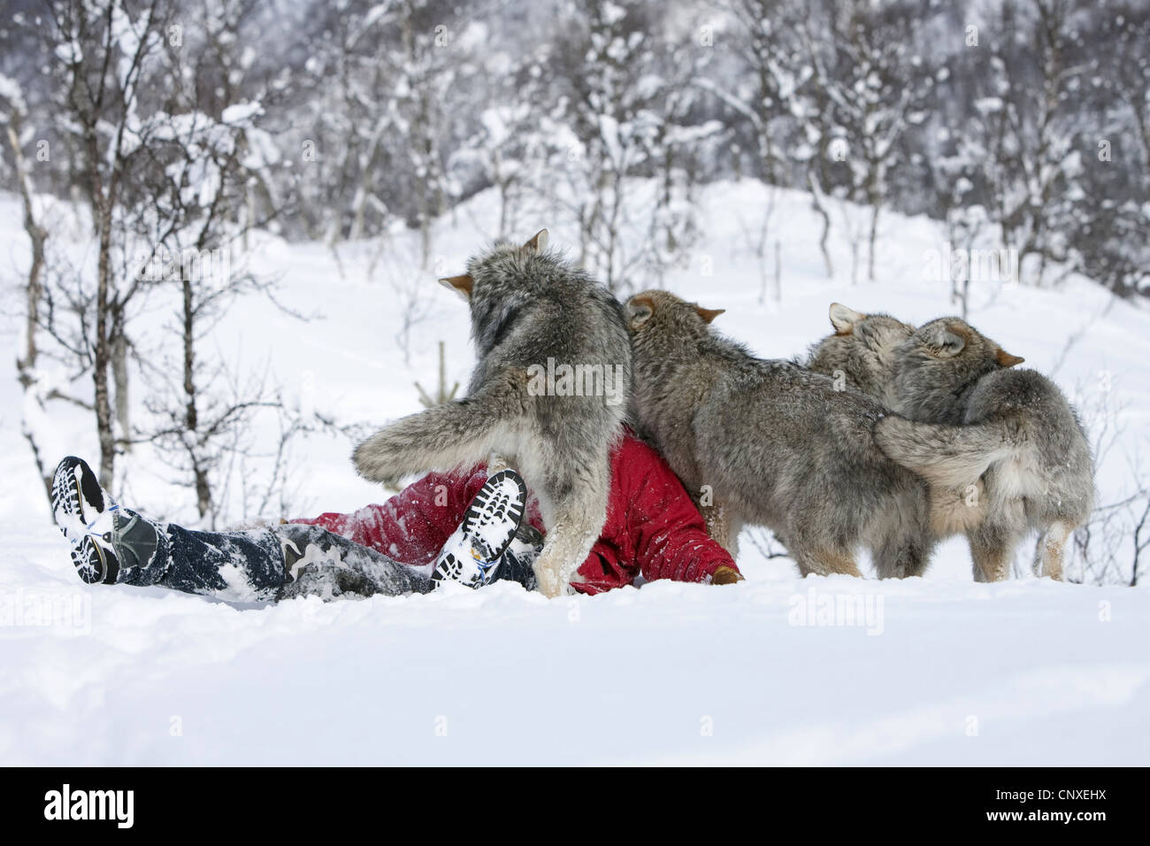 European gray wolf (Canis lupus lupus), keeper at the Polar Zoo ...