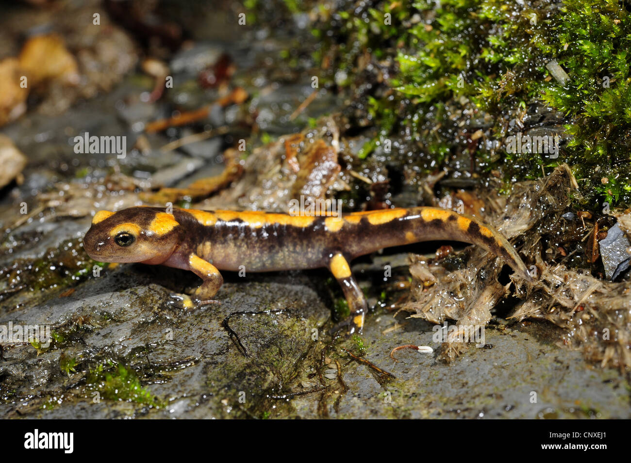 European fire salamander (Salamandra salamandra, Salamandra salamandra ...
