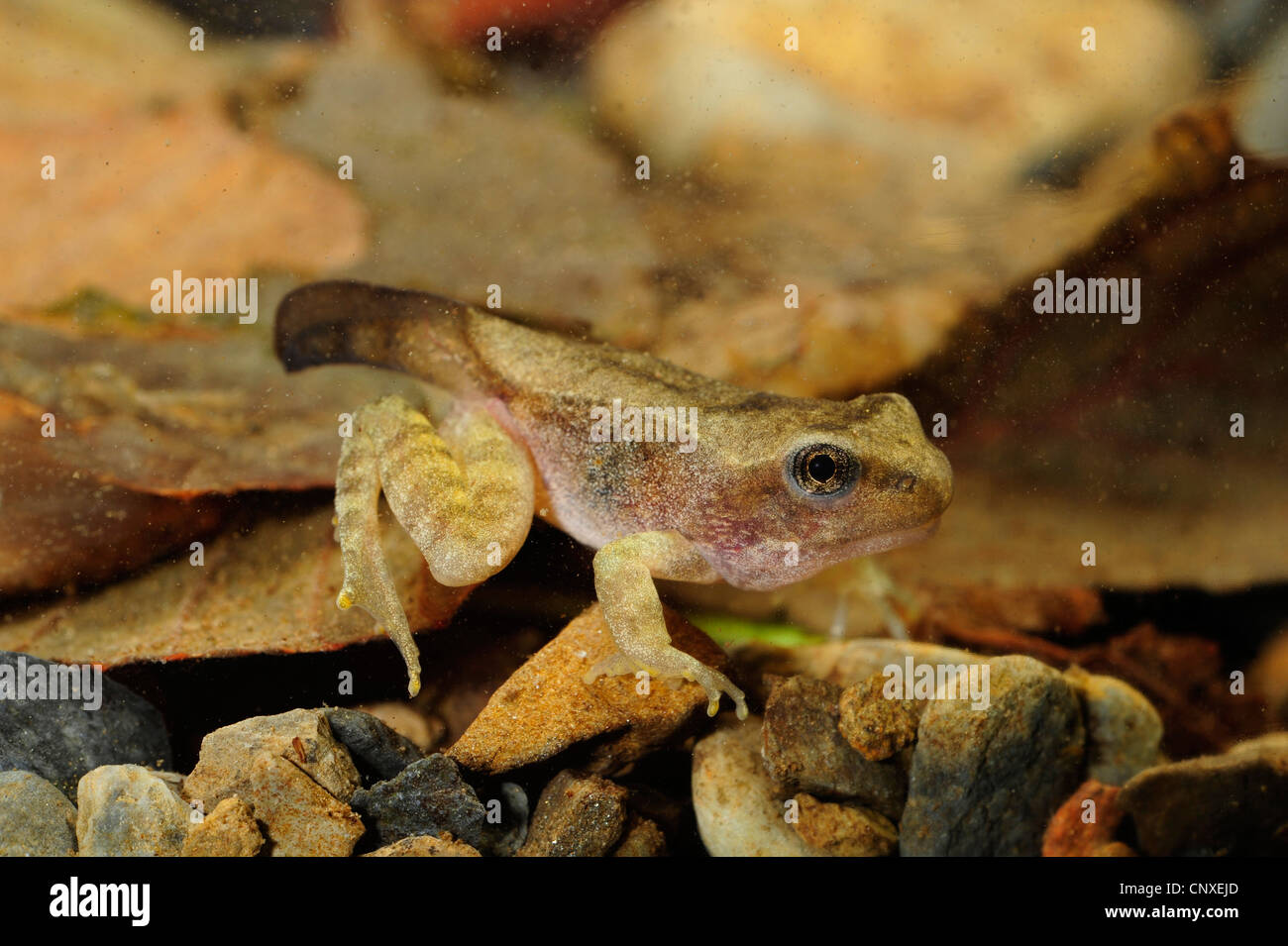 Frog larva hi-res stock photography and images - Alamy