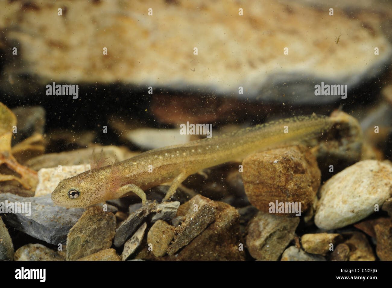 Northern Spectacled Salamander (Salamandrina perspicillata ), larva in ...