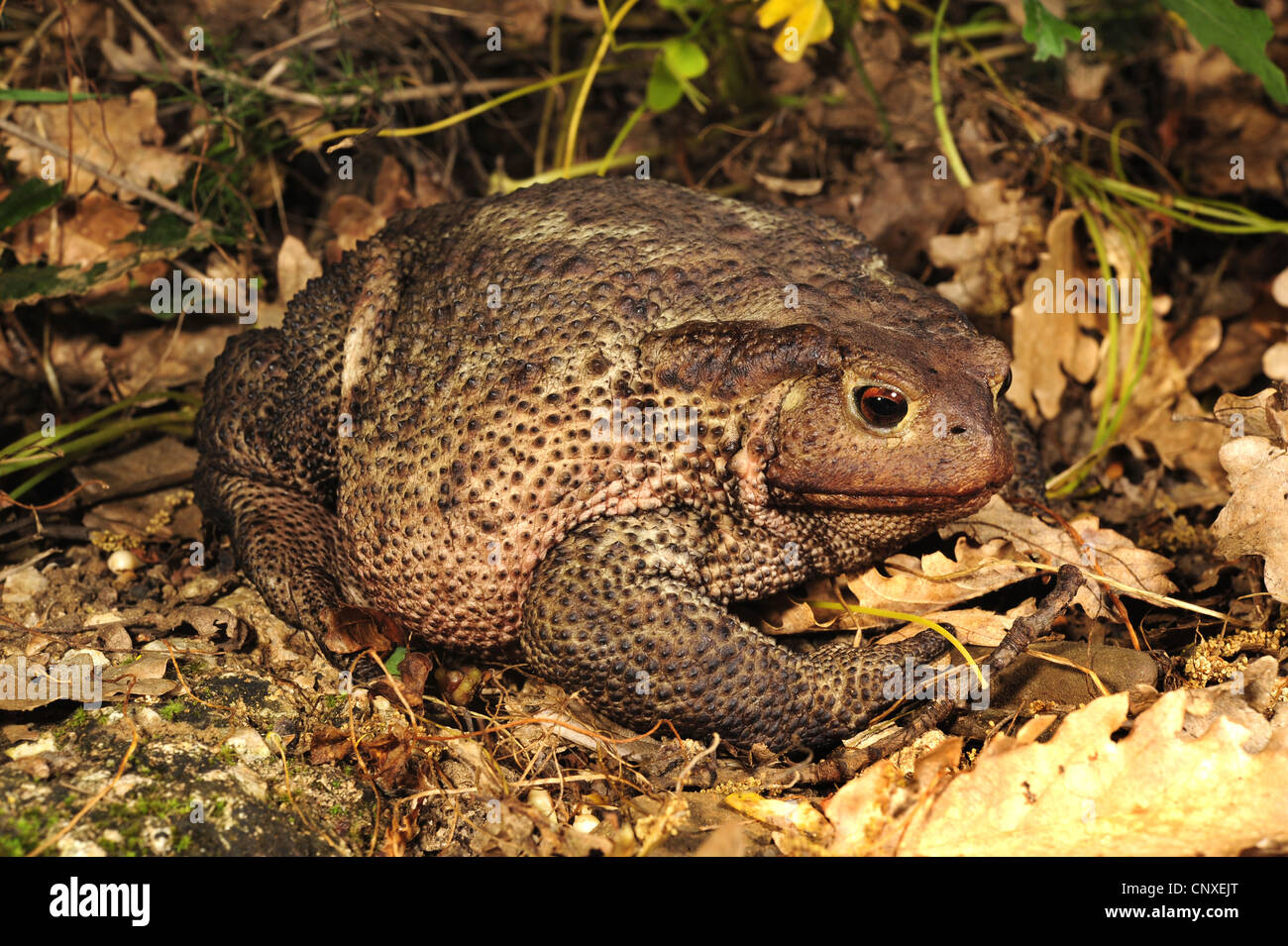 European common toad (Bufo bufo spinosus), corpulent female sitting on ...