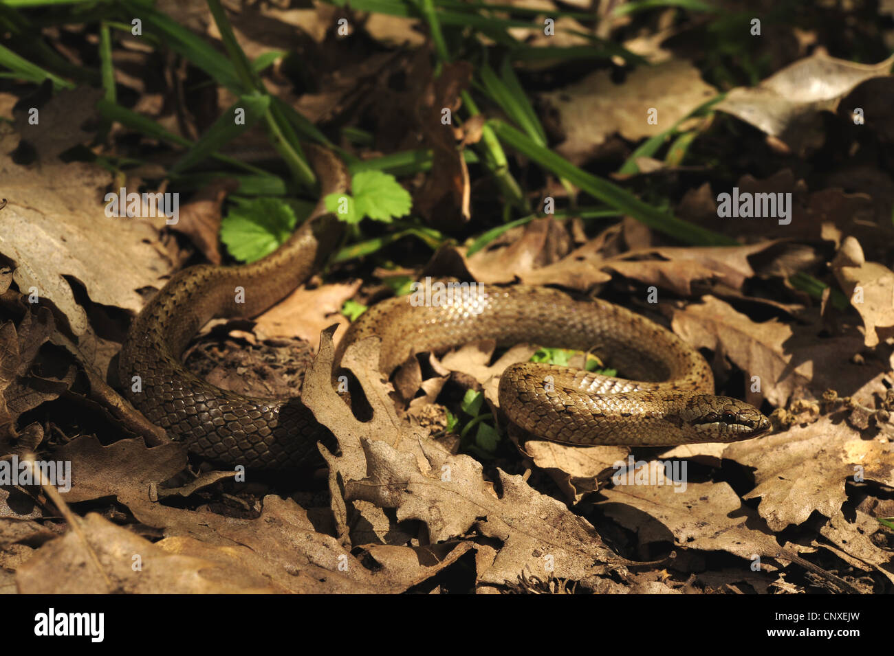 smooth snake (Coronella austriaca), winding between leaves, Italy ...