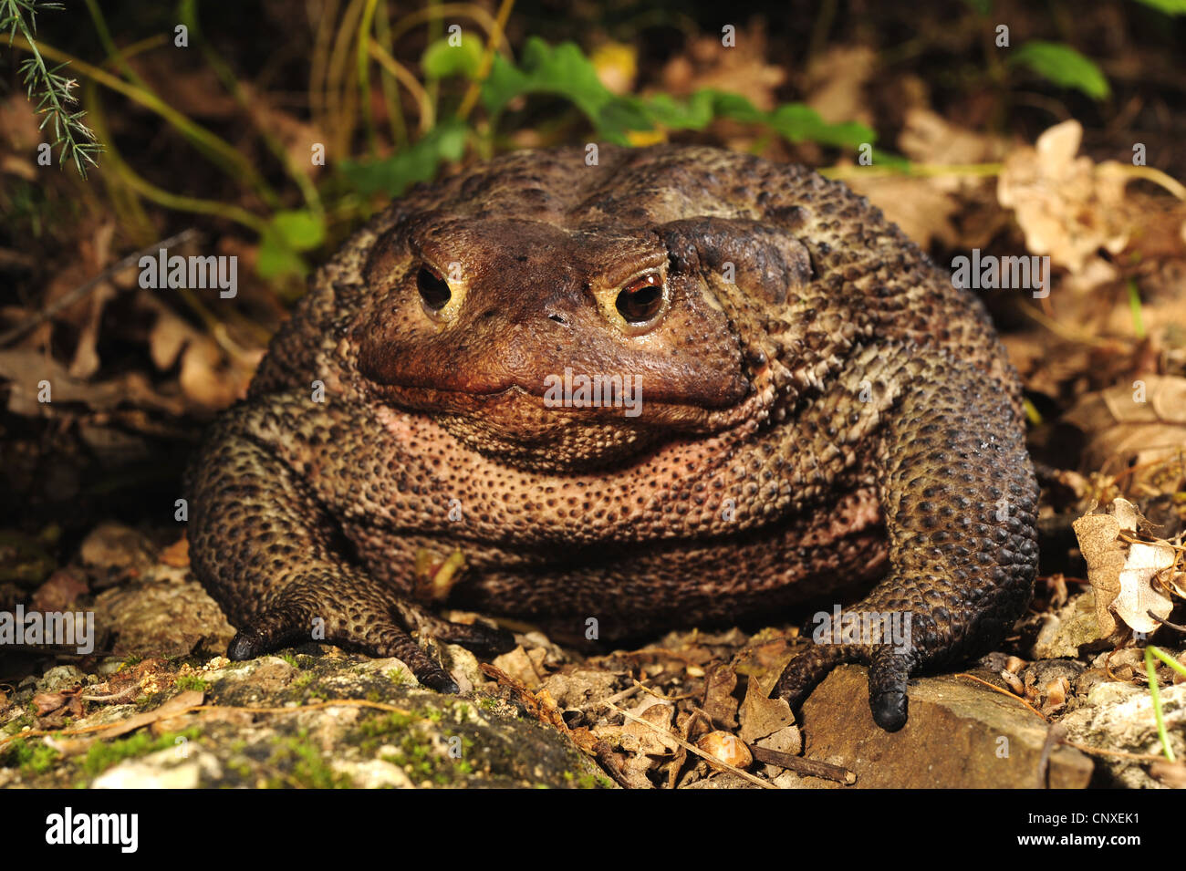 European common toad (Bufo bufo spinosus), sitting on the ground, Italy ...