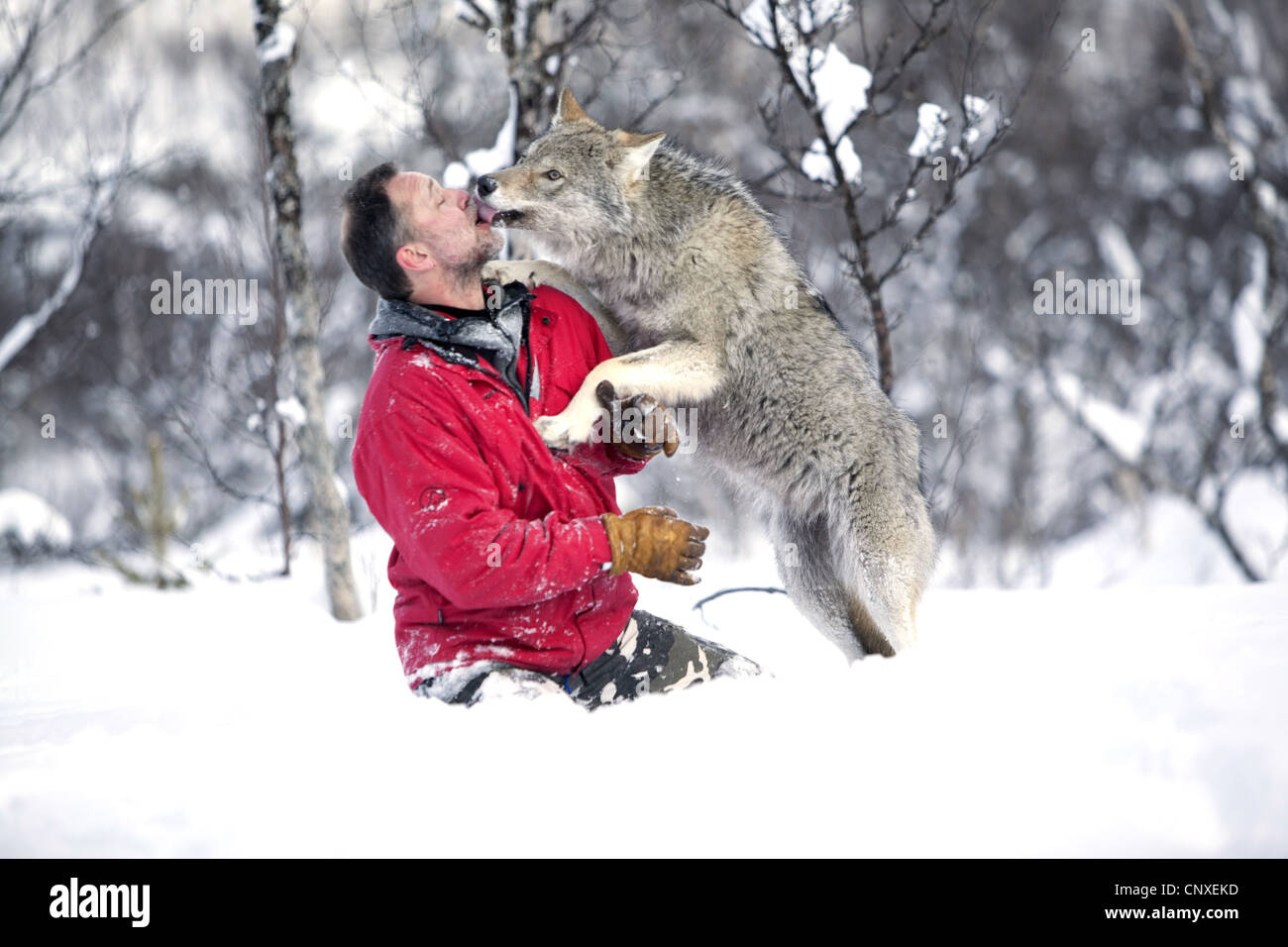 European gray wolf (Canis lupus lupus), keeper at the Polar Zoo ...
