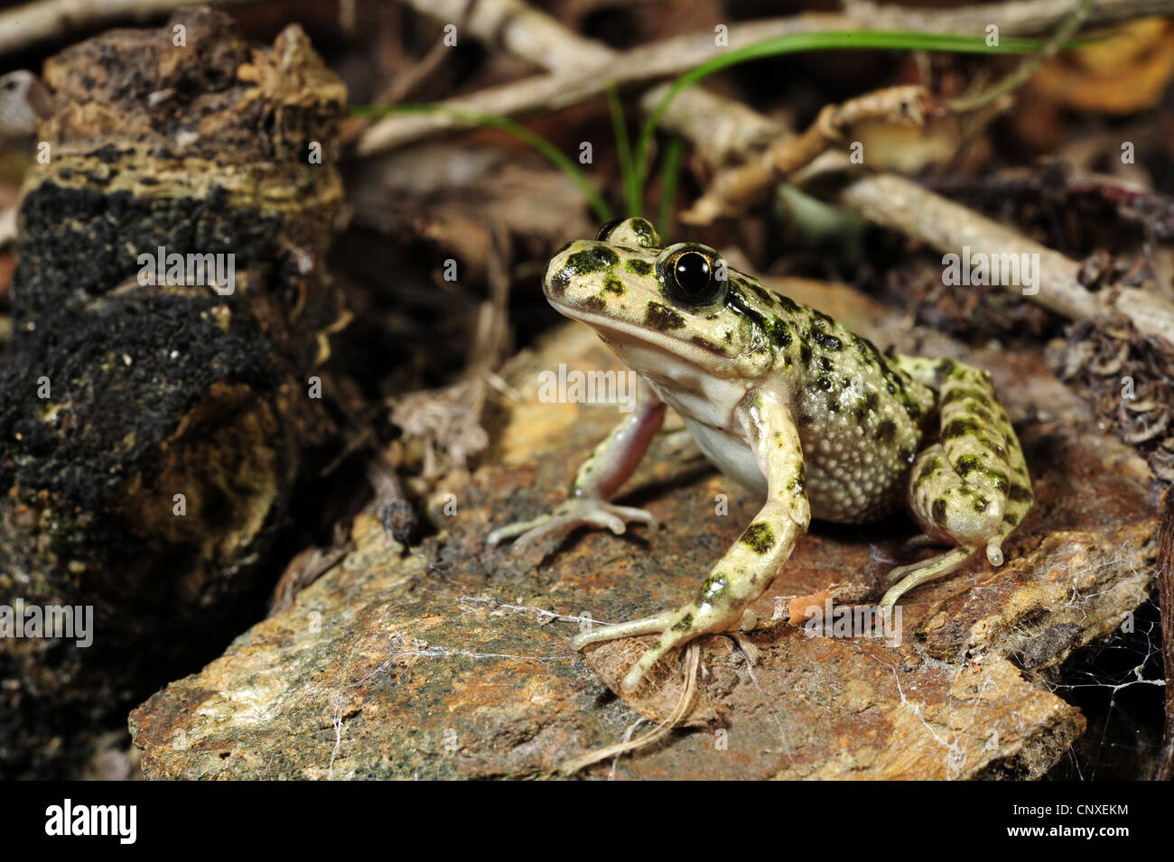 parsley frog, common parsley frog, mud-diver, spotted mud frog ...