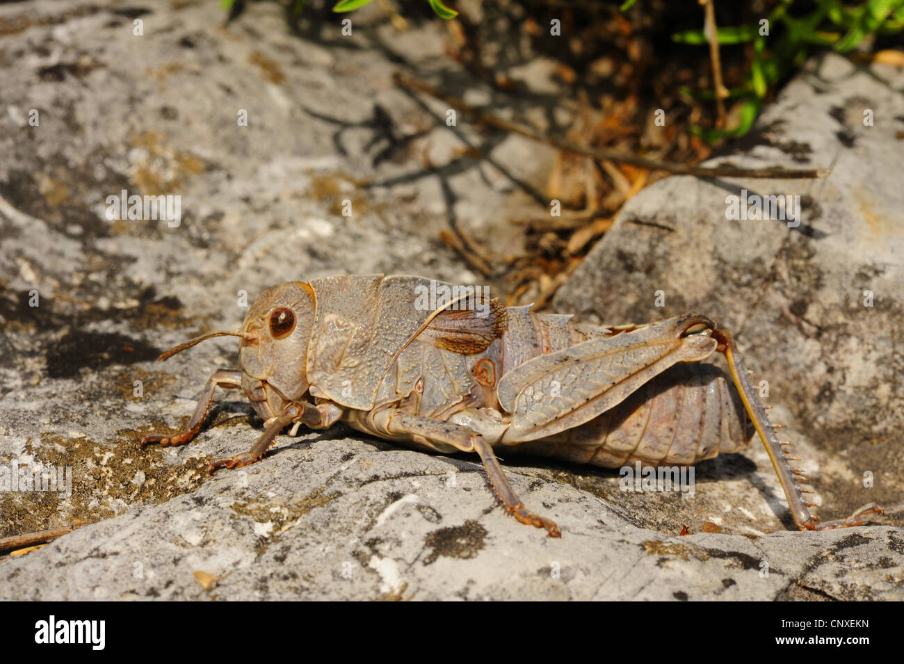Pamphagidae (Pamphagidae), Italy, NordostItalien Stock Photo - Alamy